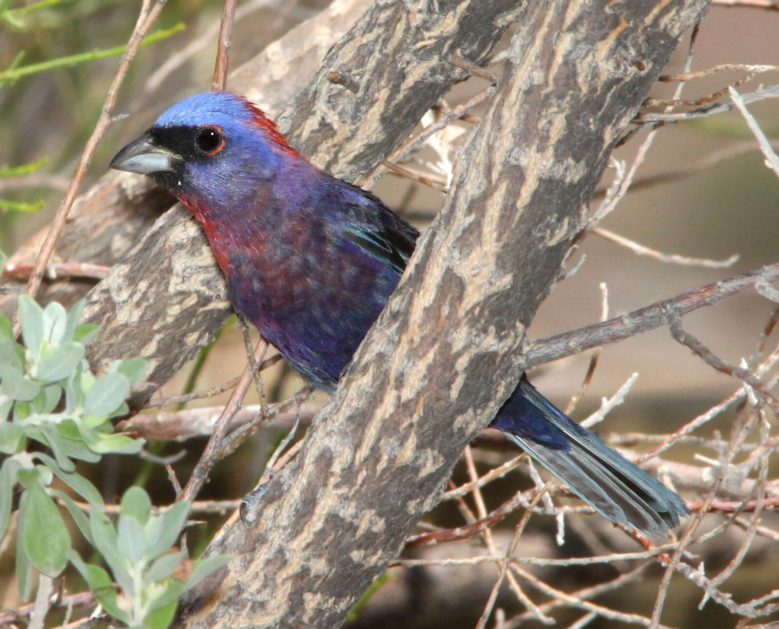 Colorín Morado | Guía de Aves