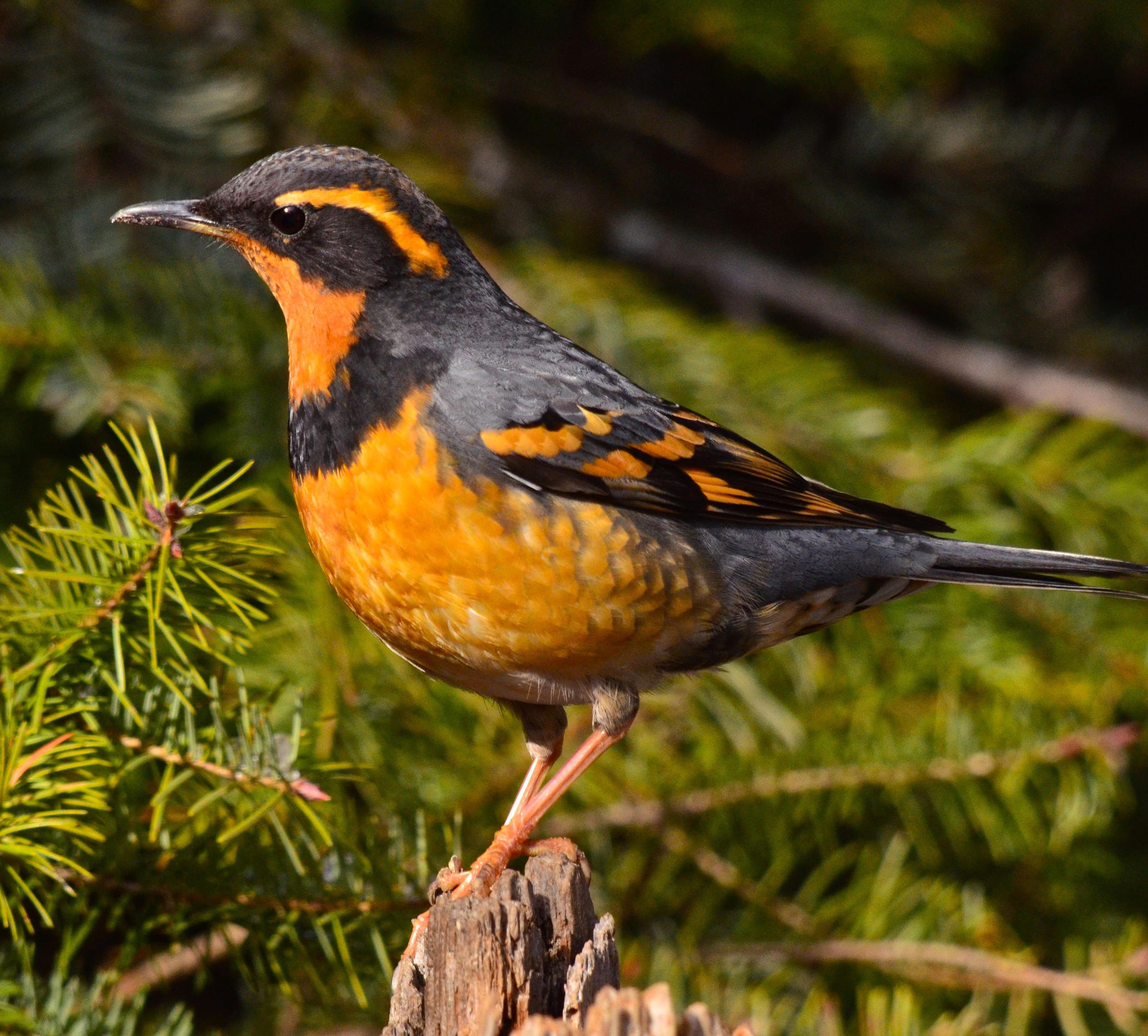 Varied Thrush | Audubon Field Guide