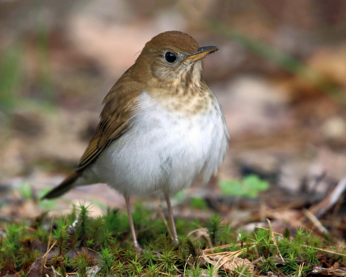 Veery | Audubon Field Guide
