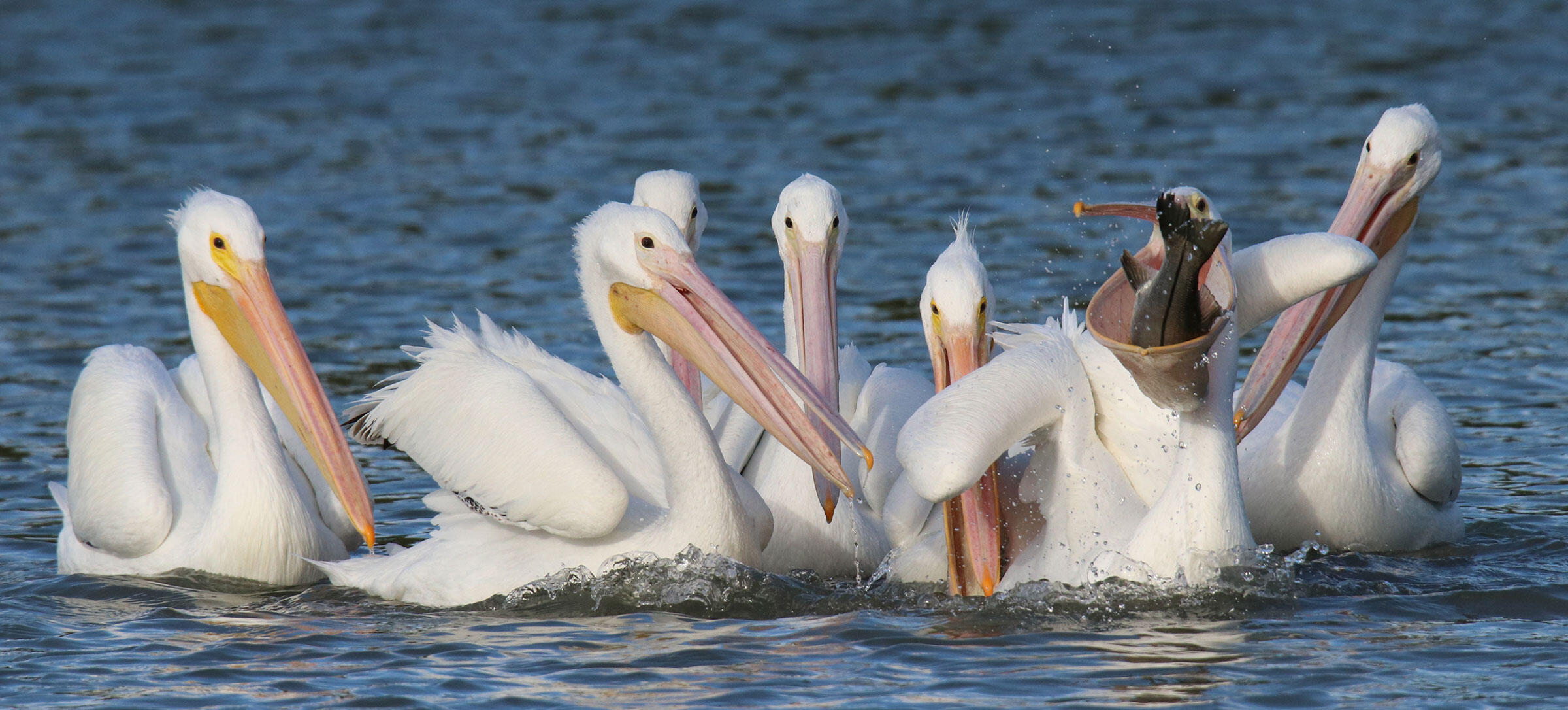 Pelícano Blanco Americano | Guía de Aves