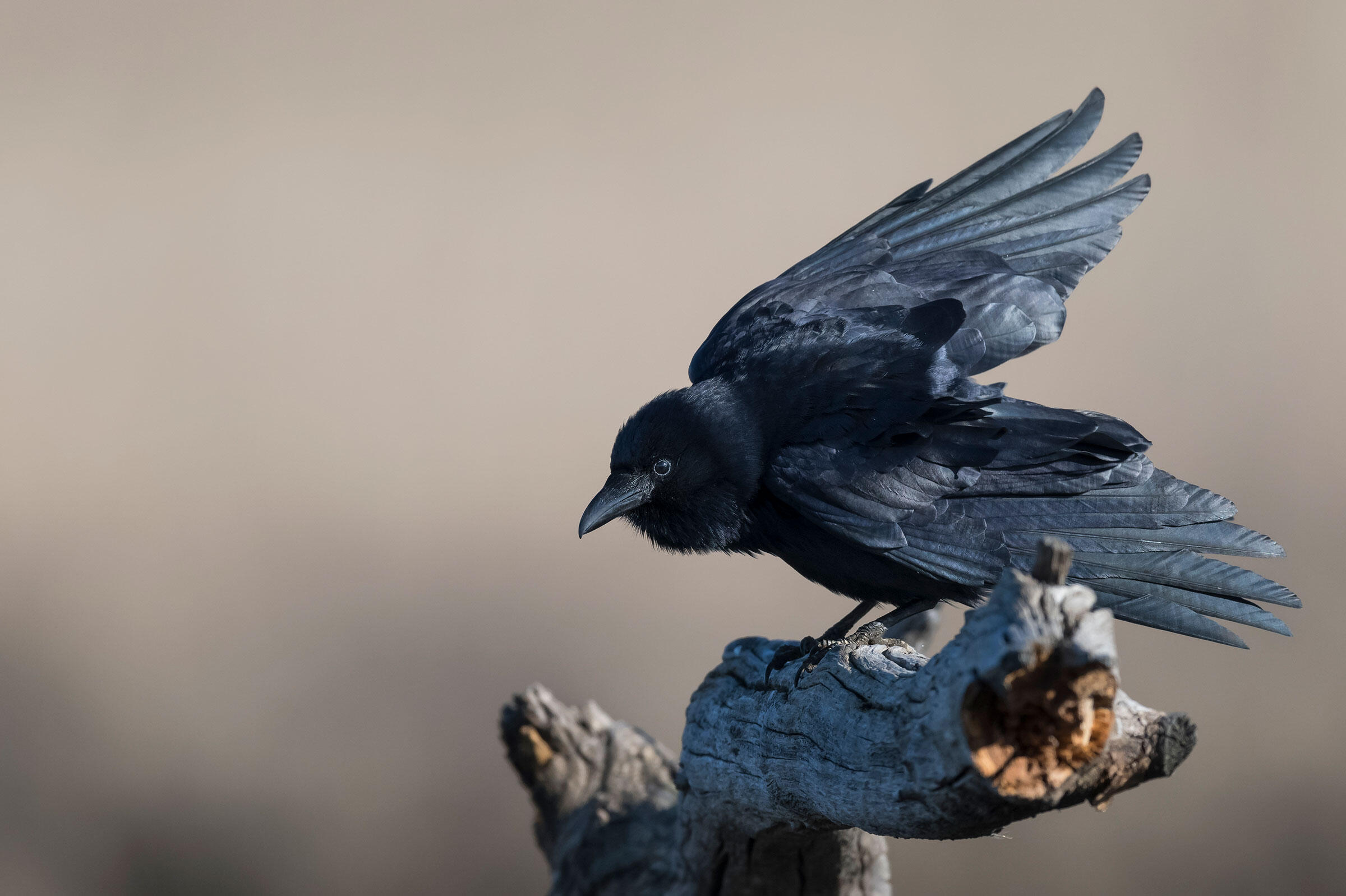 Cuervo Norteamericano | Guía de Aves