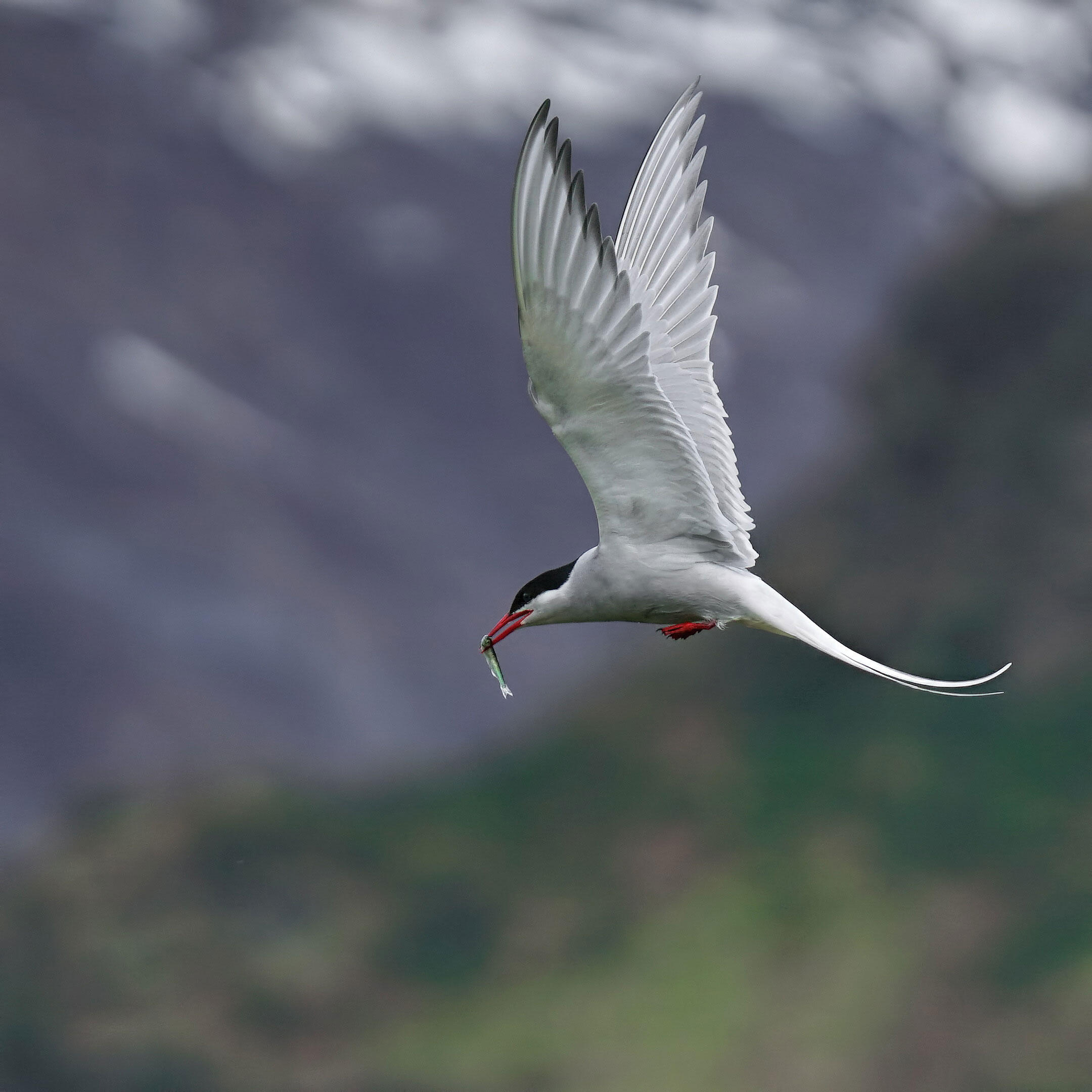 Arctic Tern | Audubon Field Guide