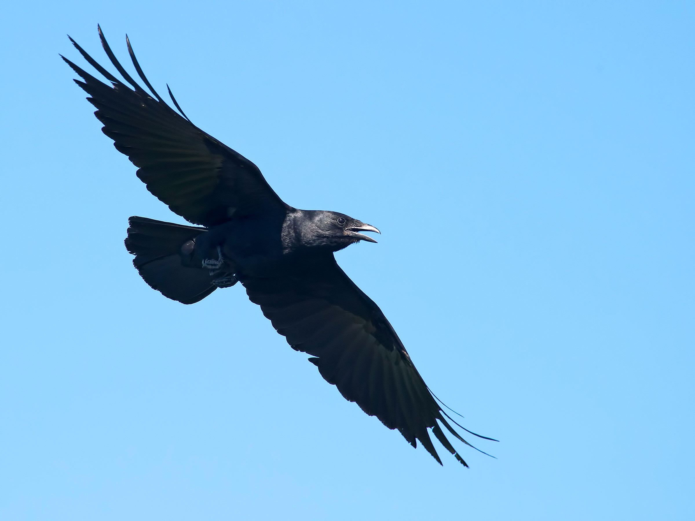 Cuervo Norteamericano | Guía de Aves