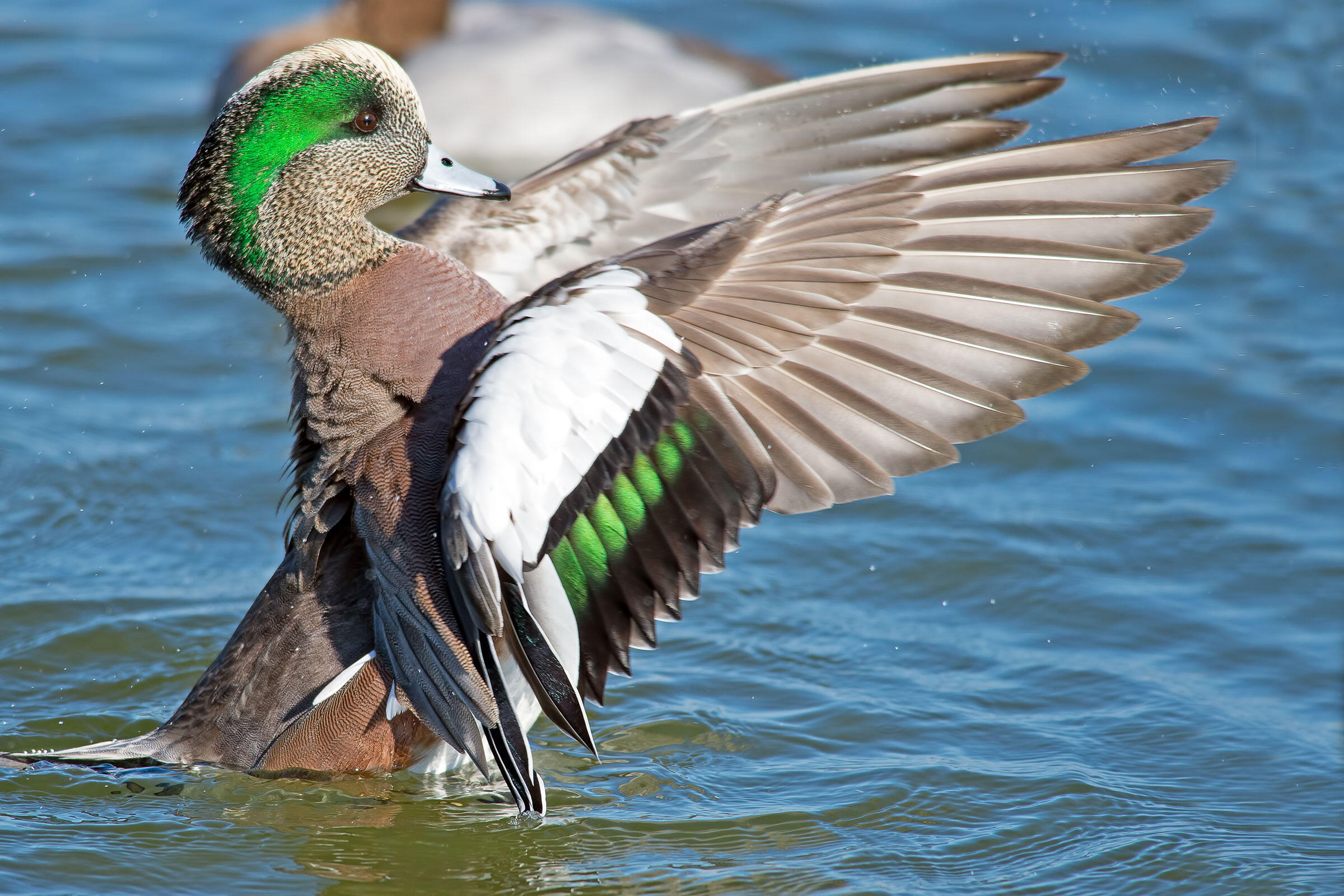 Pato Chalcuán | Guía de Aves