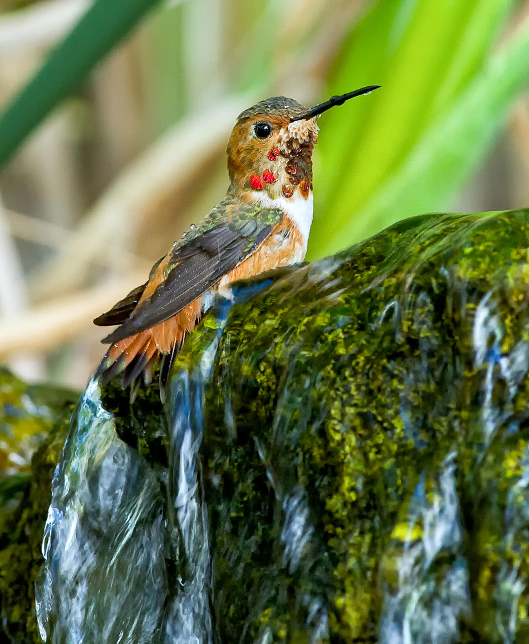 Colibrí de Allen | Guía de Aves