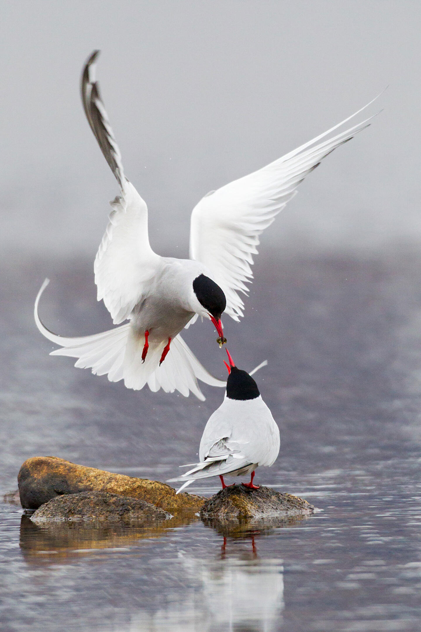 Arctic Tern | Audubon Field Guide