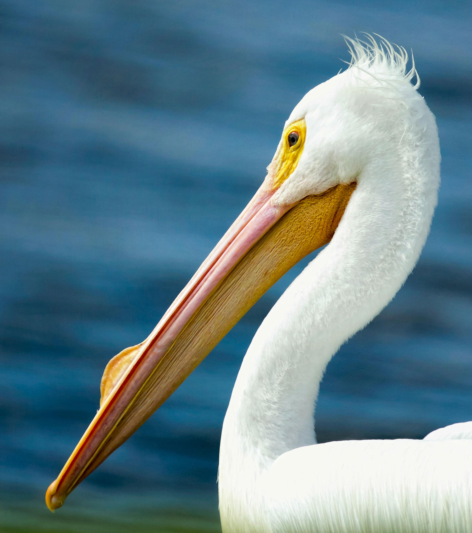 Pelícano Blanco Americano | Guía de Aves