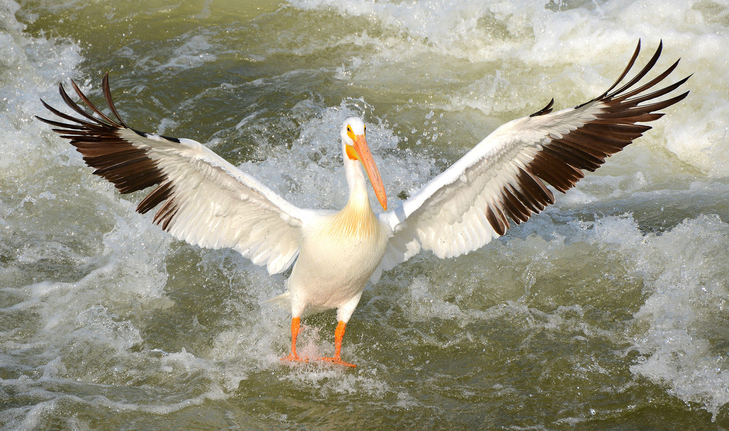 Pelícano Blanco Americano | Guía de Aves