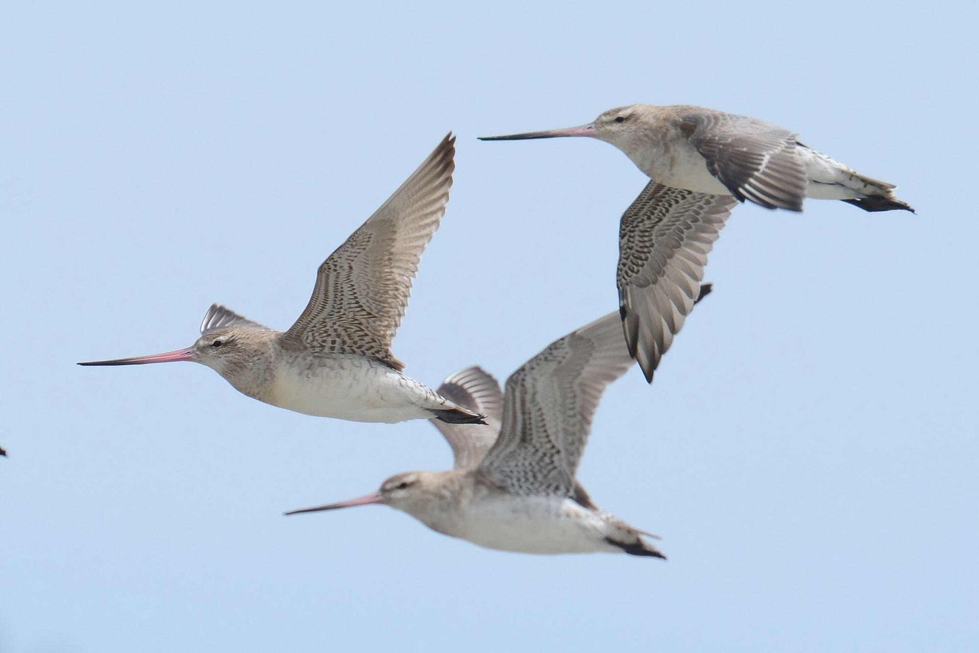 Bar-tailed Godwit | Audubon Field Guide
