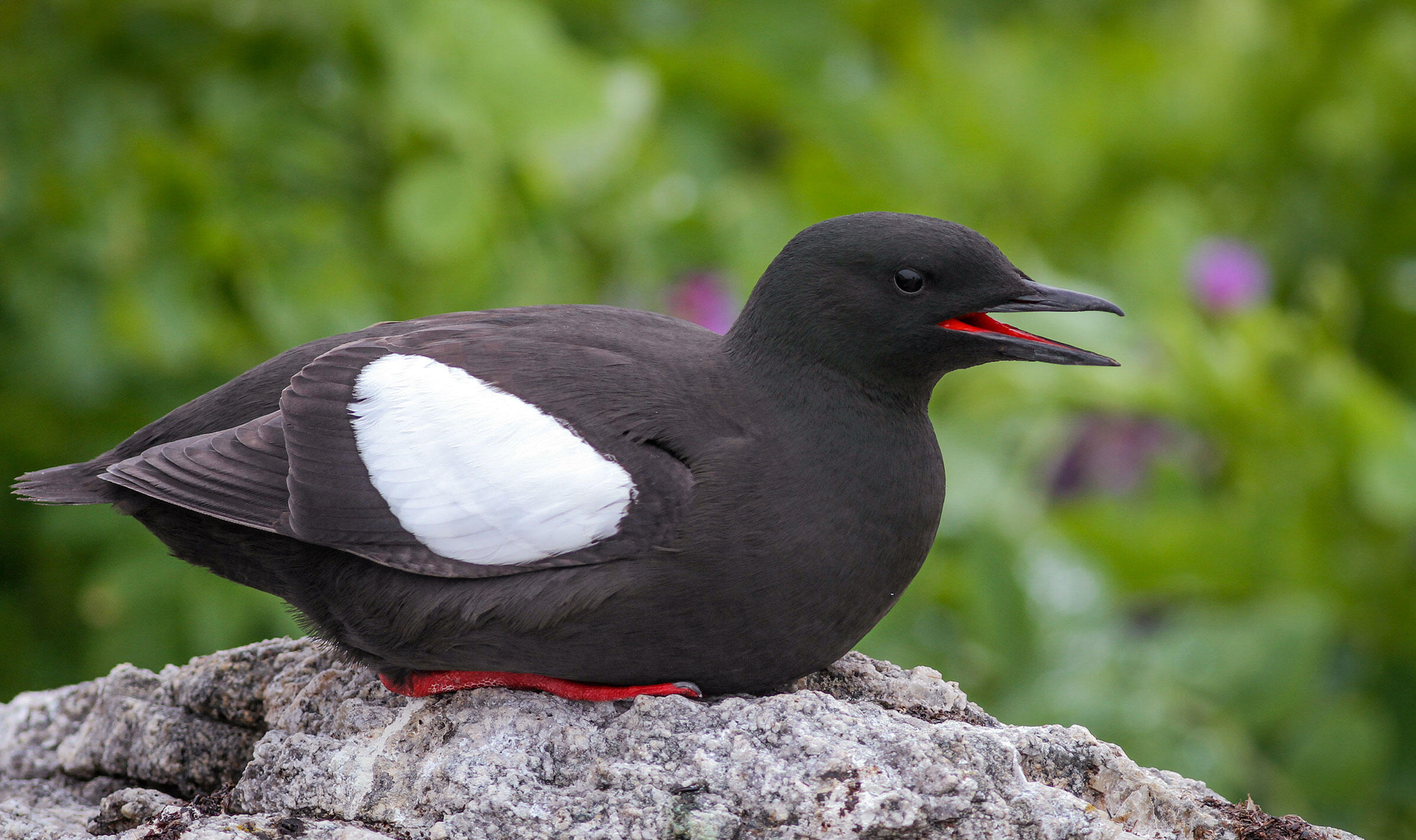 Black Guillemot | Audubon Field Guide