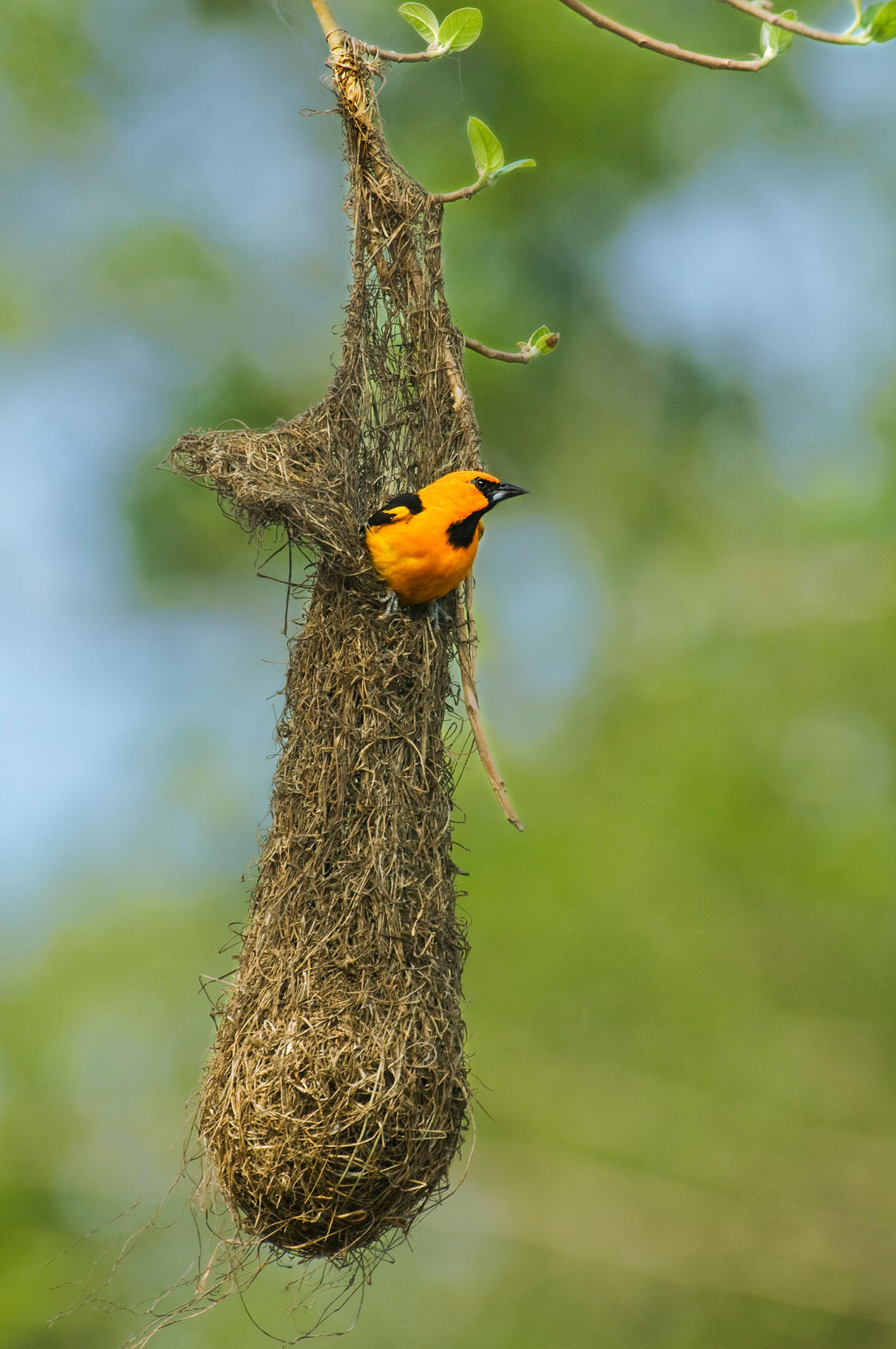 Calandria Dorso Negro Mayor | Guía de Aves