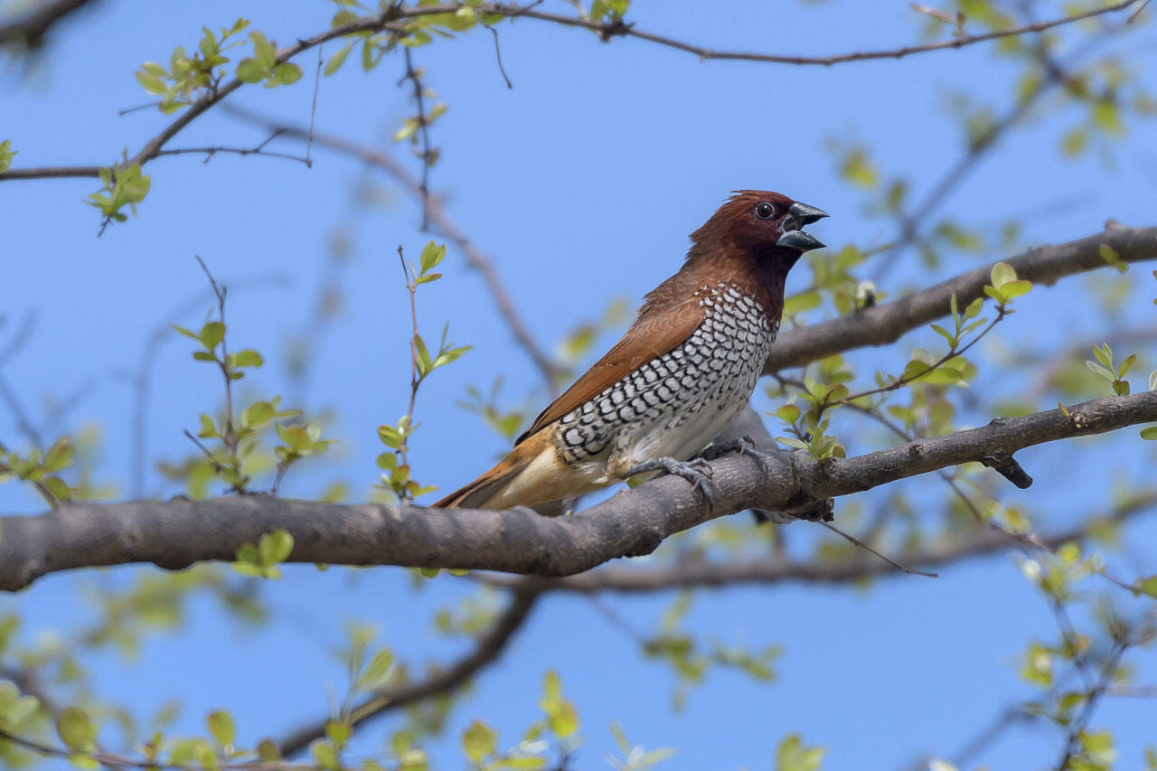 Scaly-breasted Munia | Audubon Field Guide