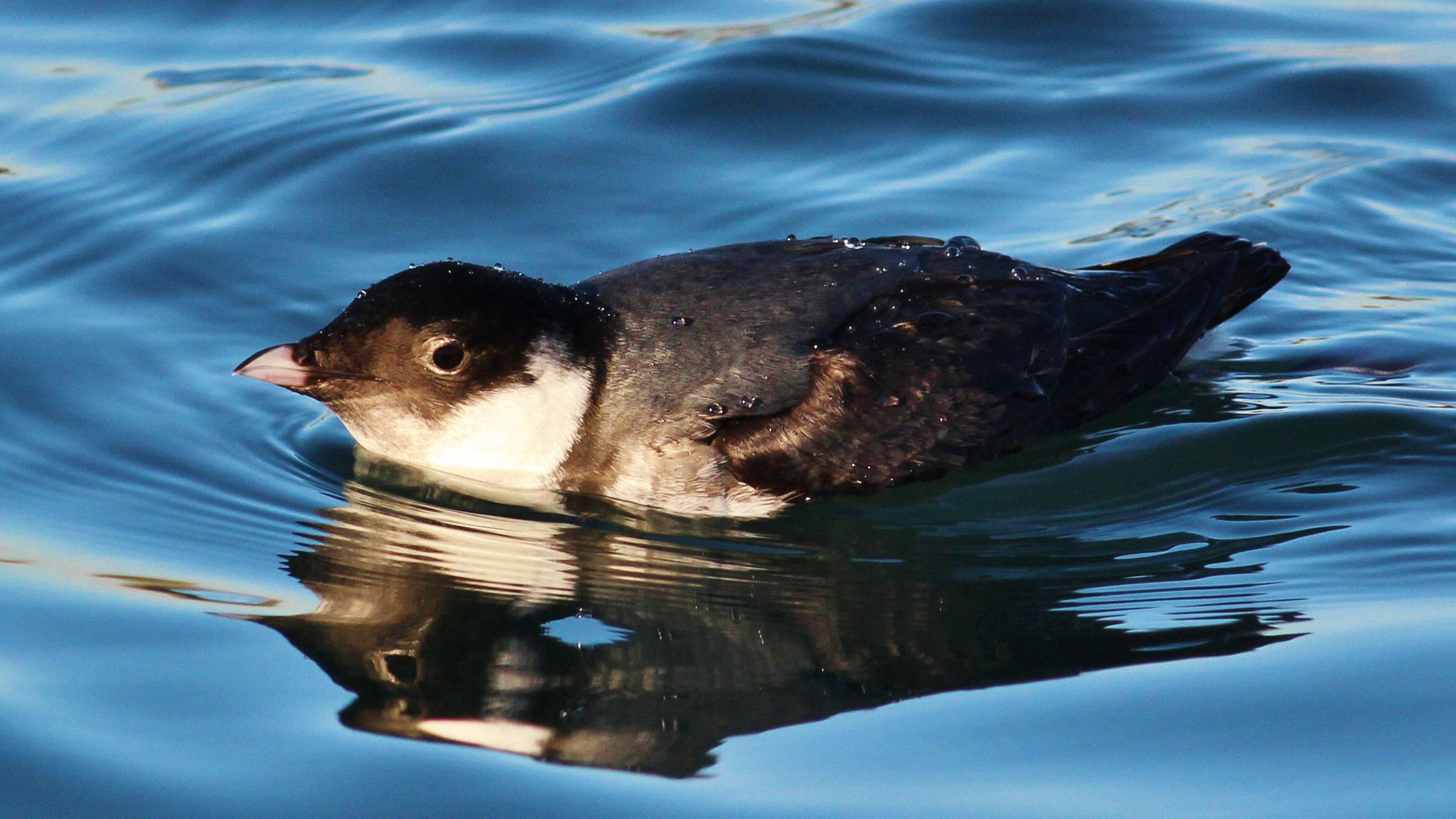 Ancient Murrelet | Audubon Field Guide