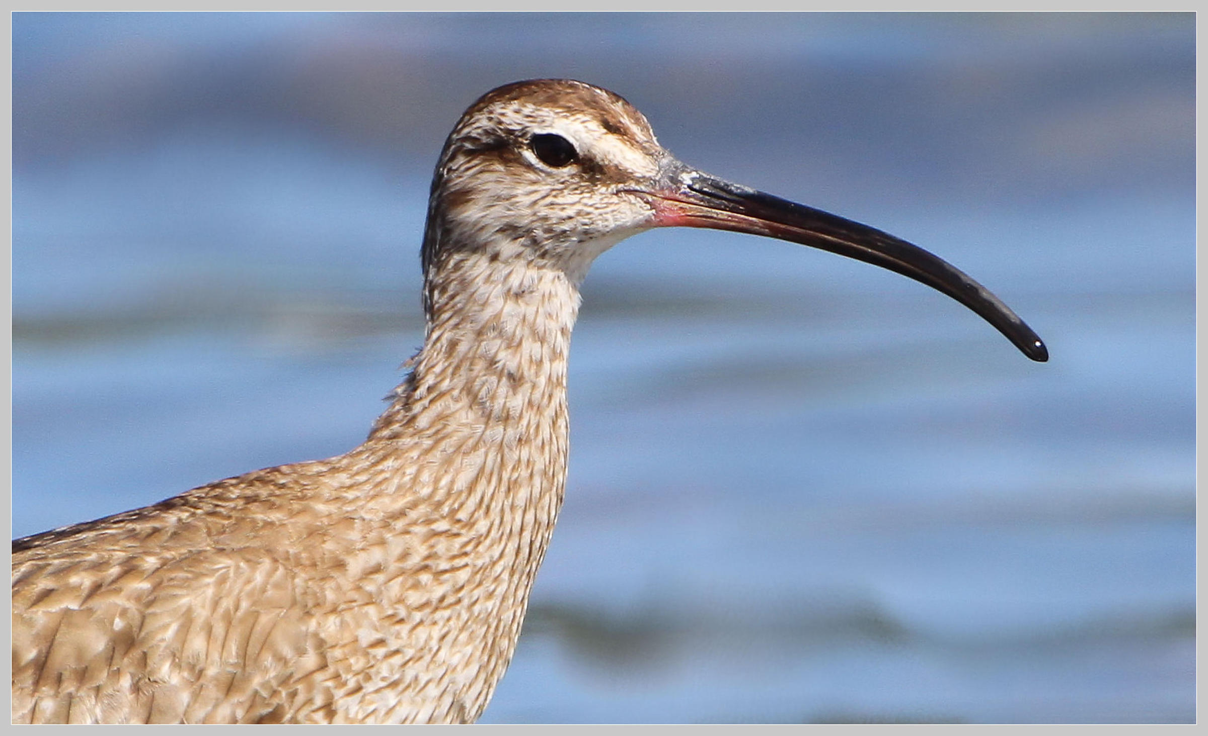 Whimbrel | Audubon Field Guide