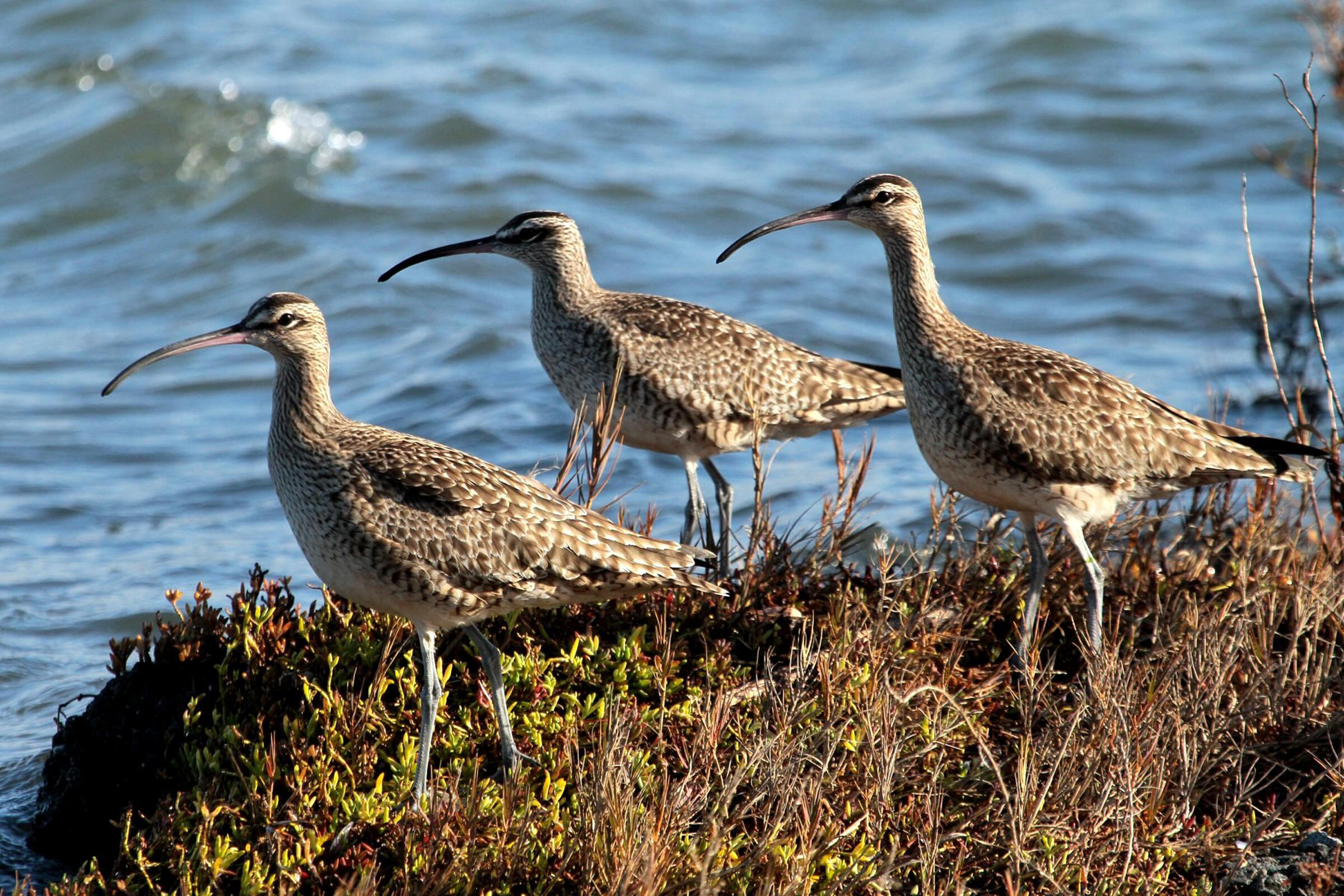Whimbrel | Audubon Field Guide
