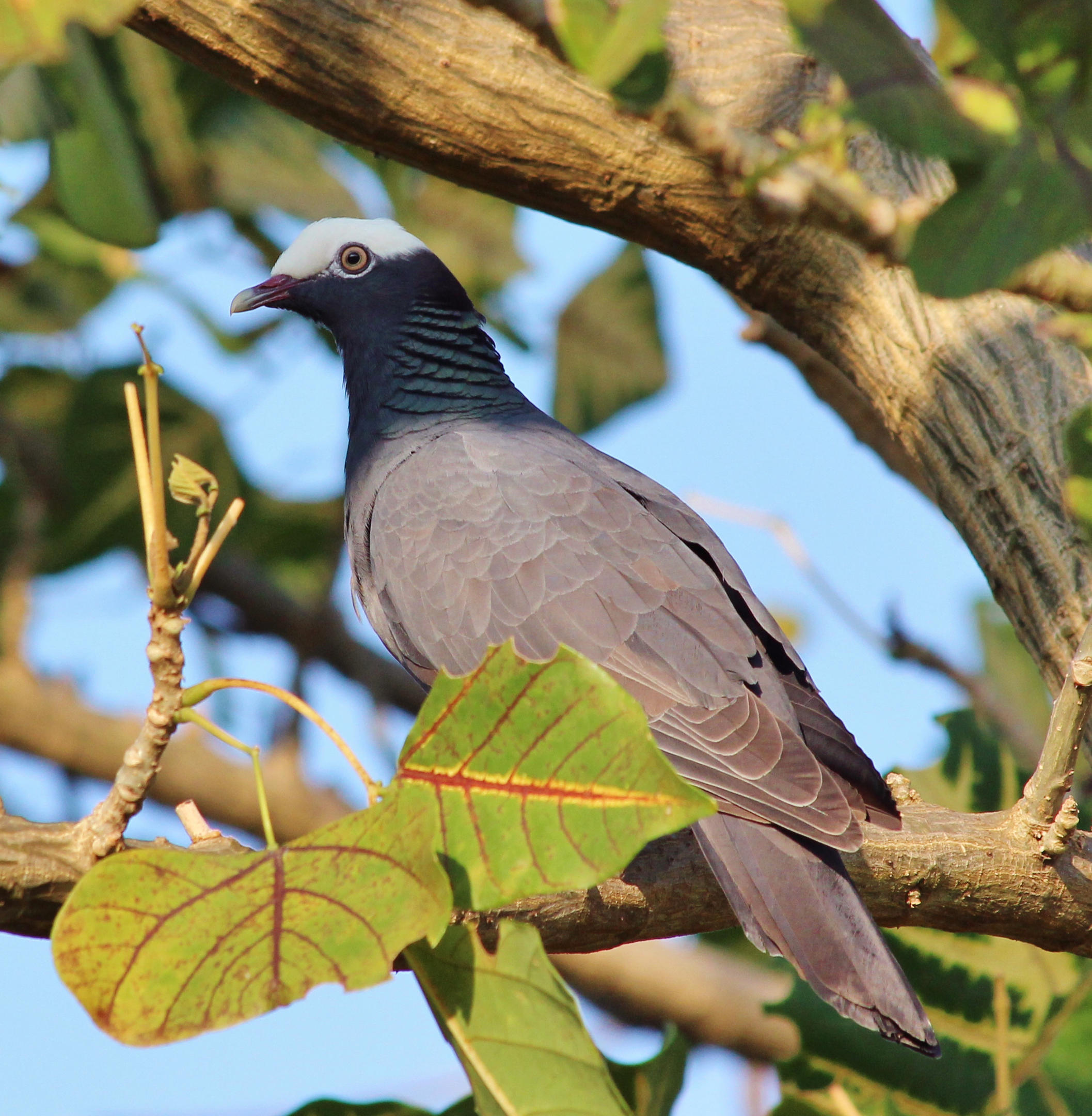 Paloma Corona Blanca | Guía de Aves