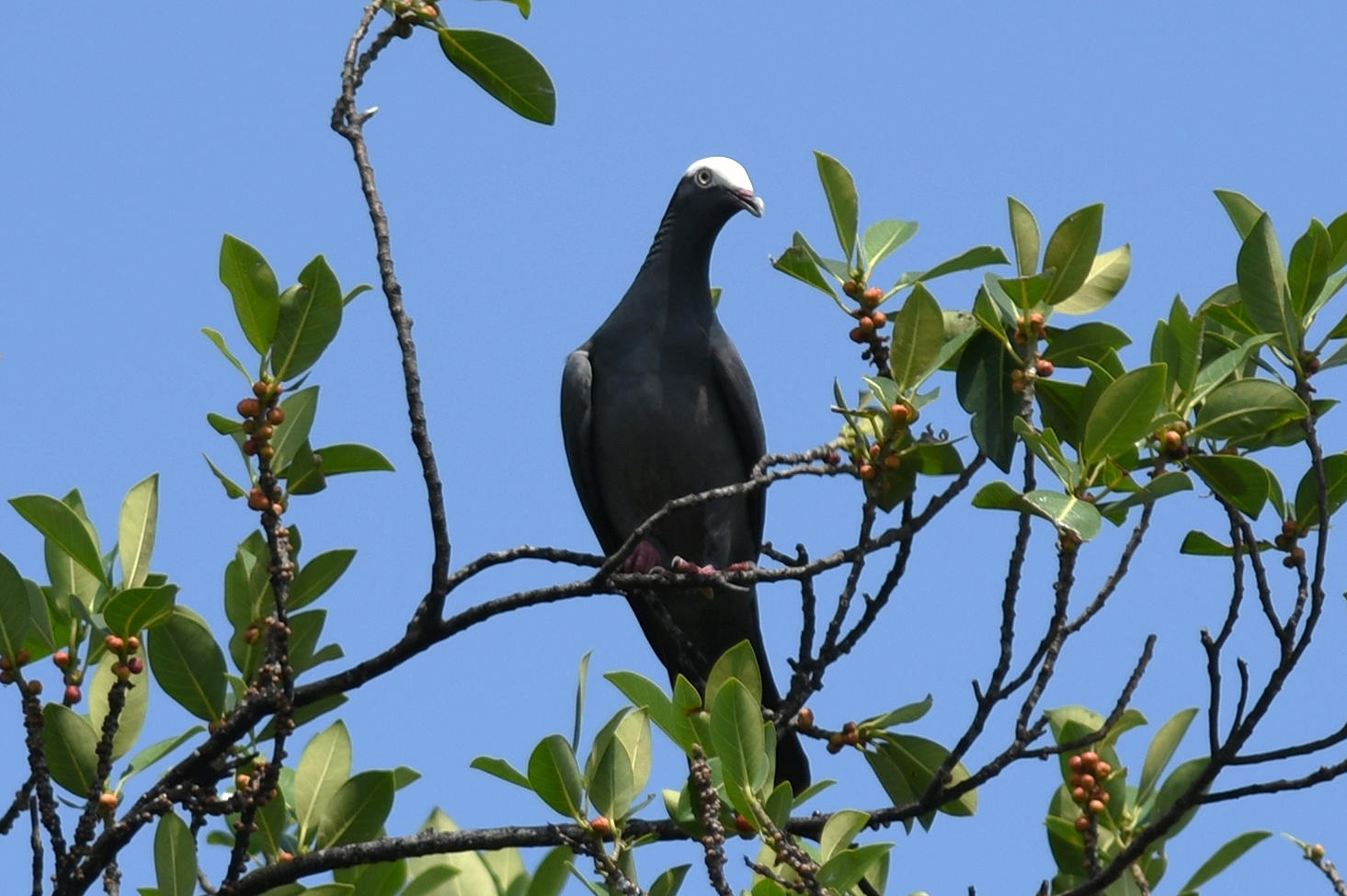 Paloma Corona Blanca | Guía de Aves