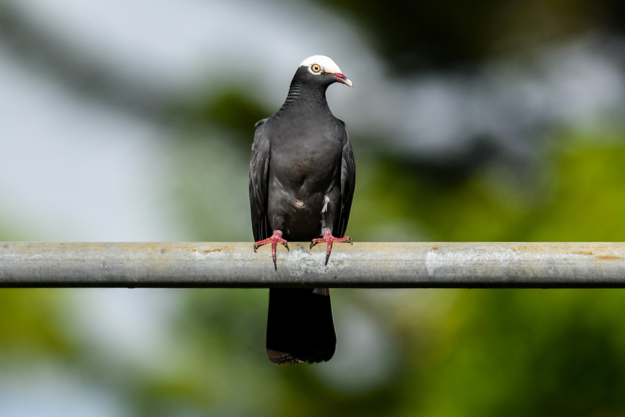 Paloma Corona Blanca | Guía de Aves