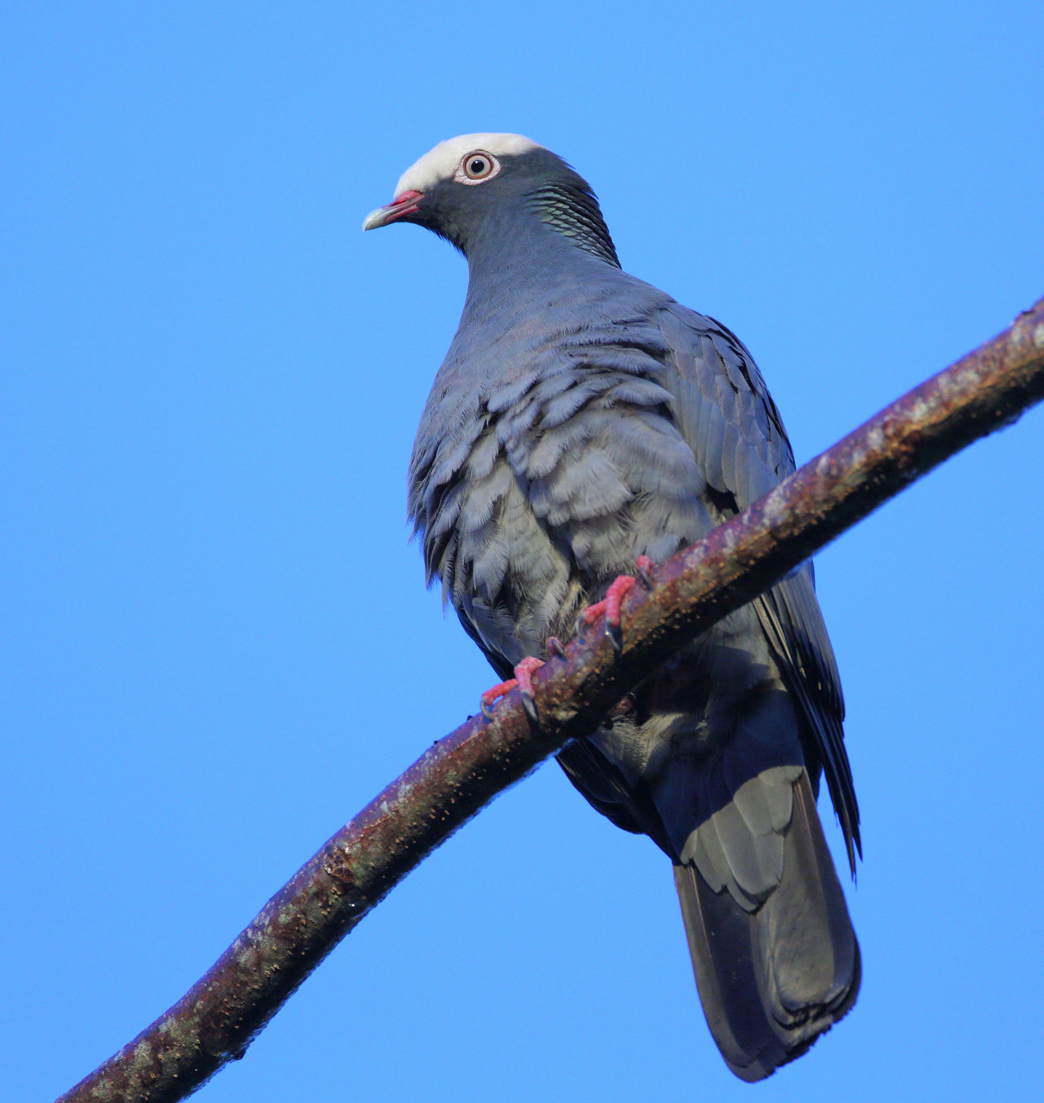 Paloma Corona Blanca | Guía de Aves
