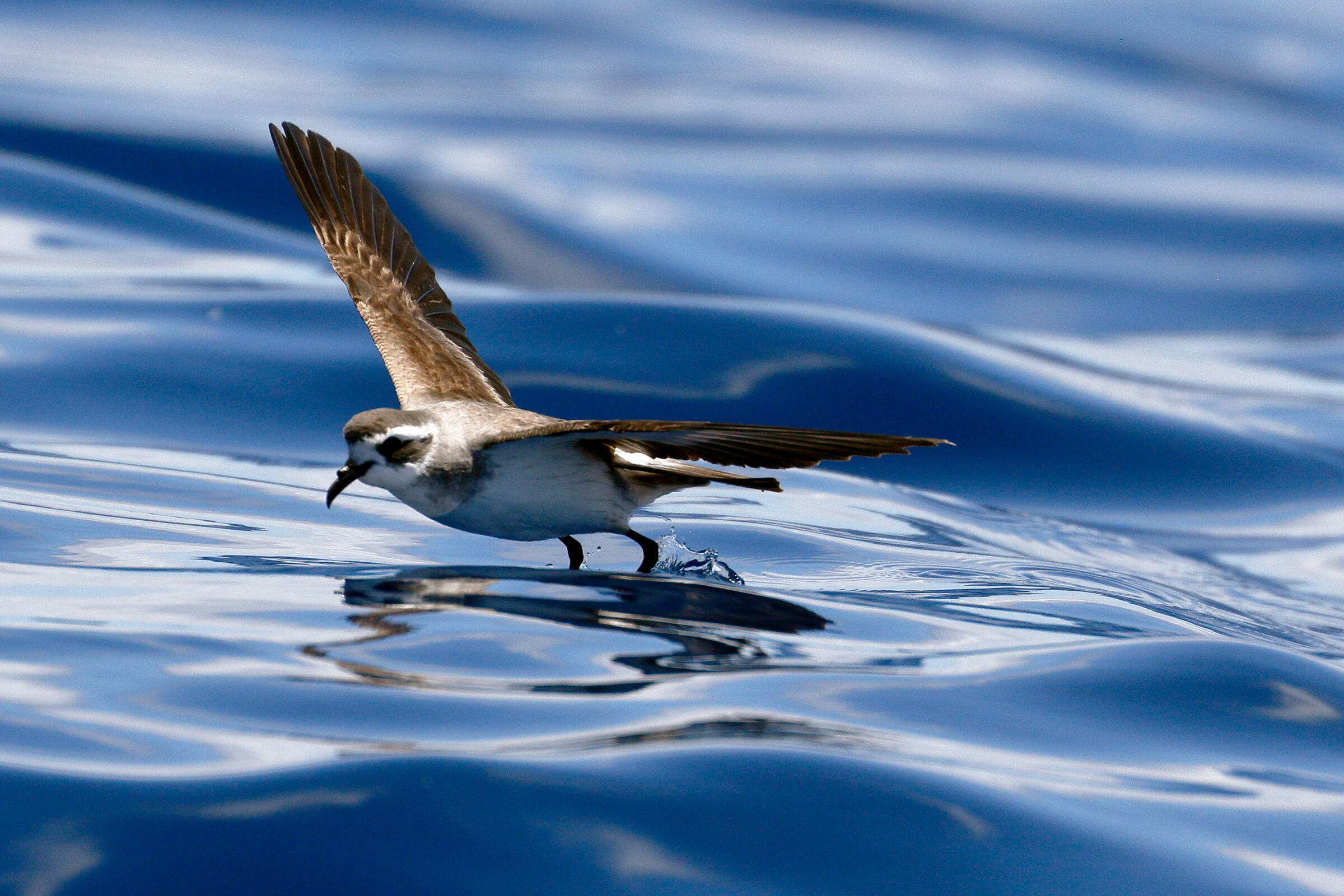 Petrel