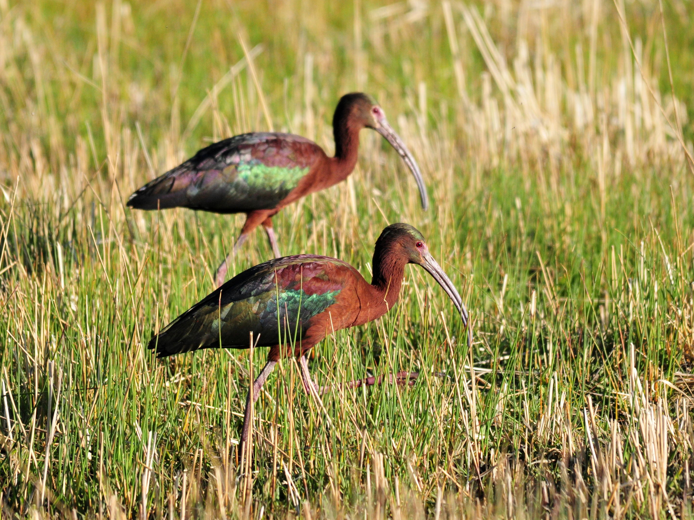 White-faced Ibis | Audubon Field Guide