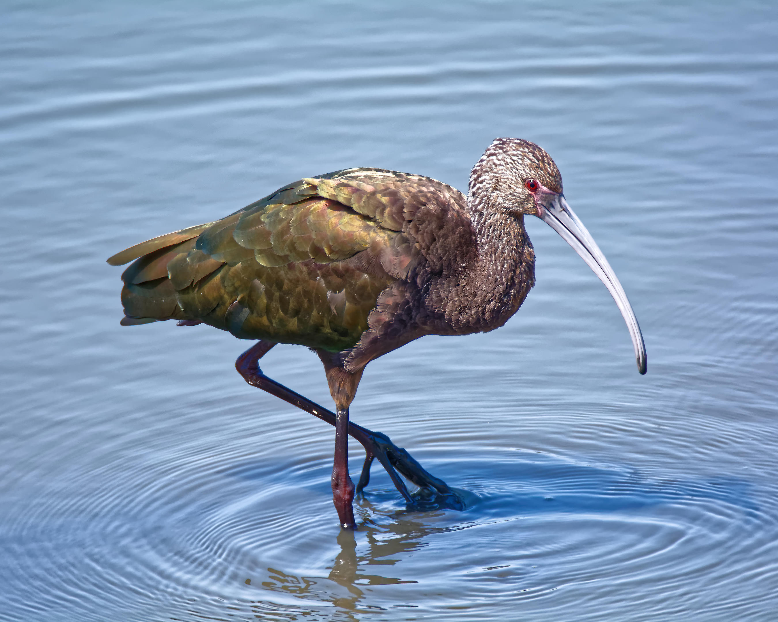 White-faced Ibis | Audubon Field Guide