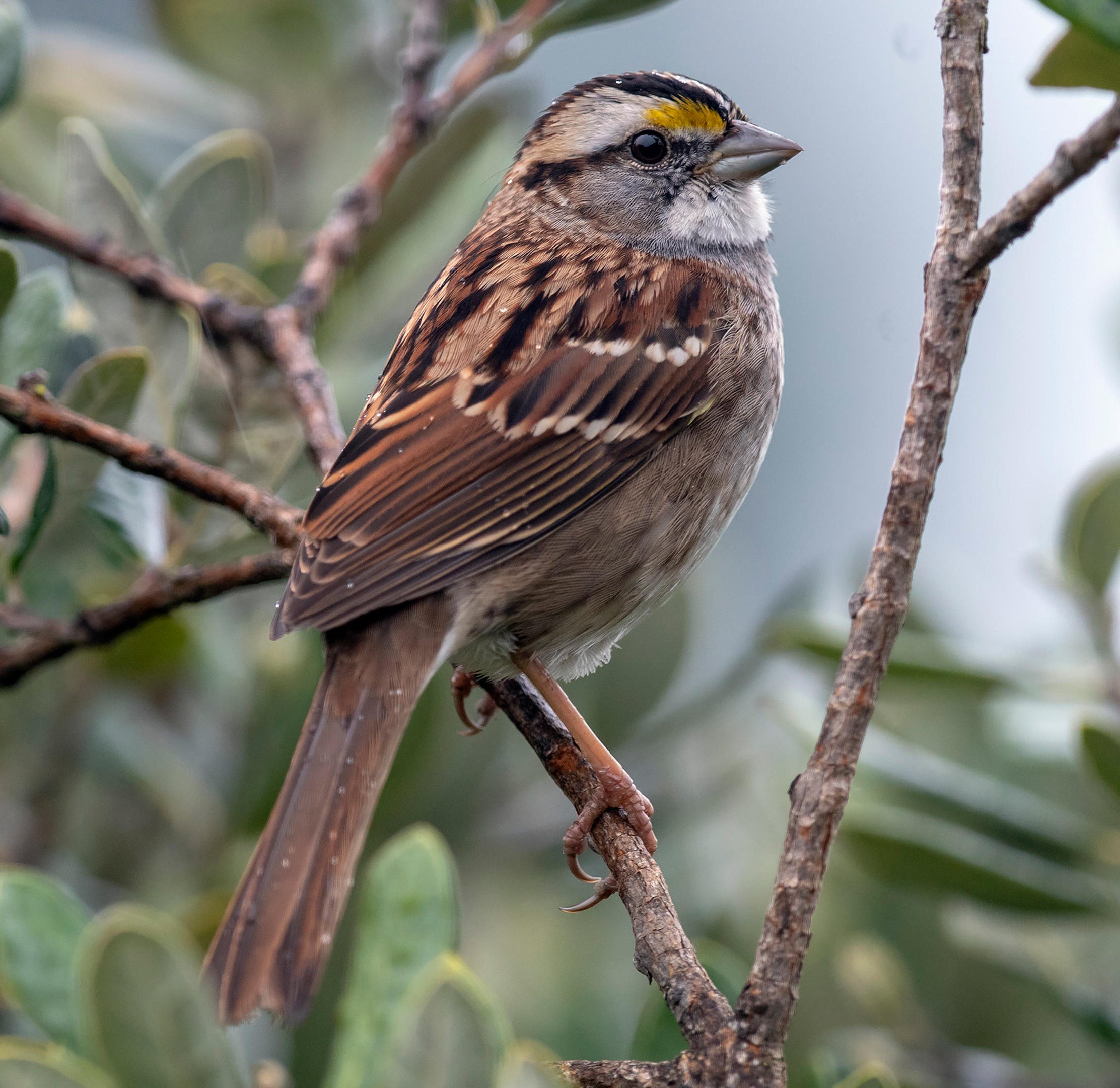 White-throated Sparrow | Audubon Field Guide