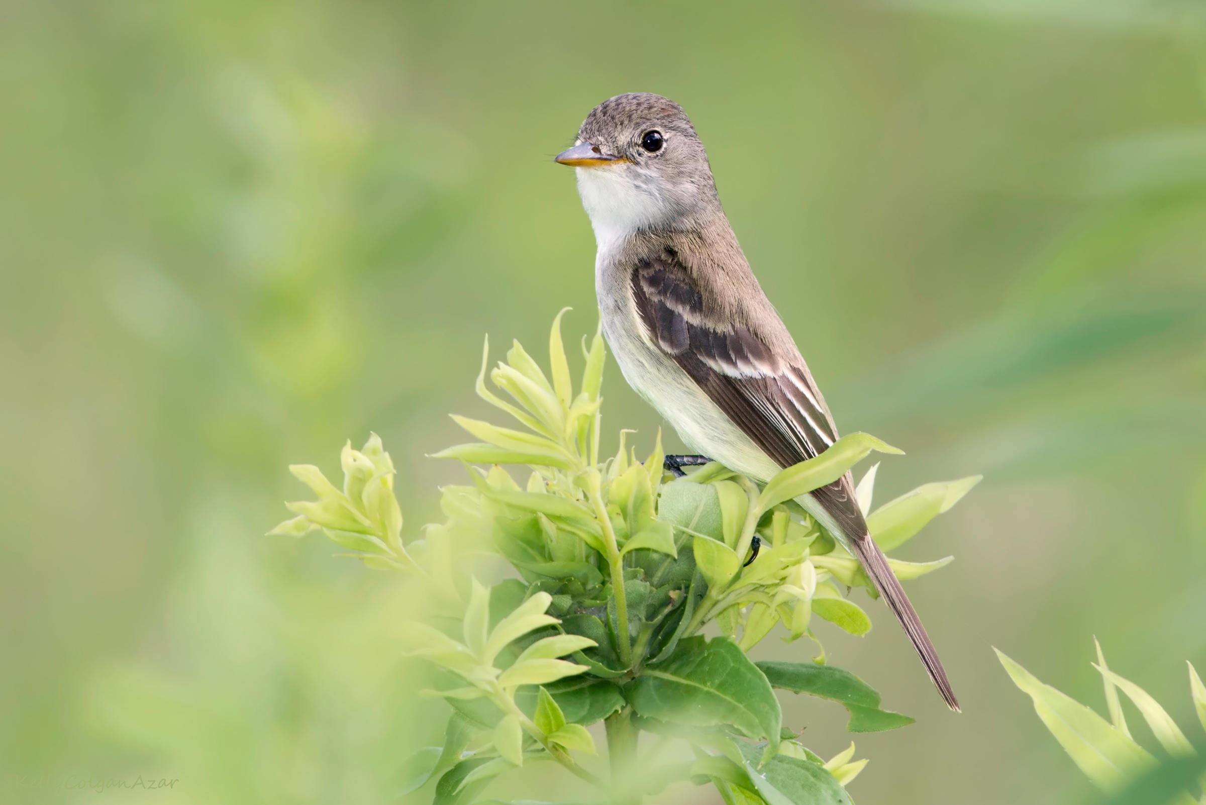 Willow Flycatcher | Audubon Field Guide