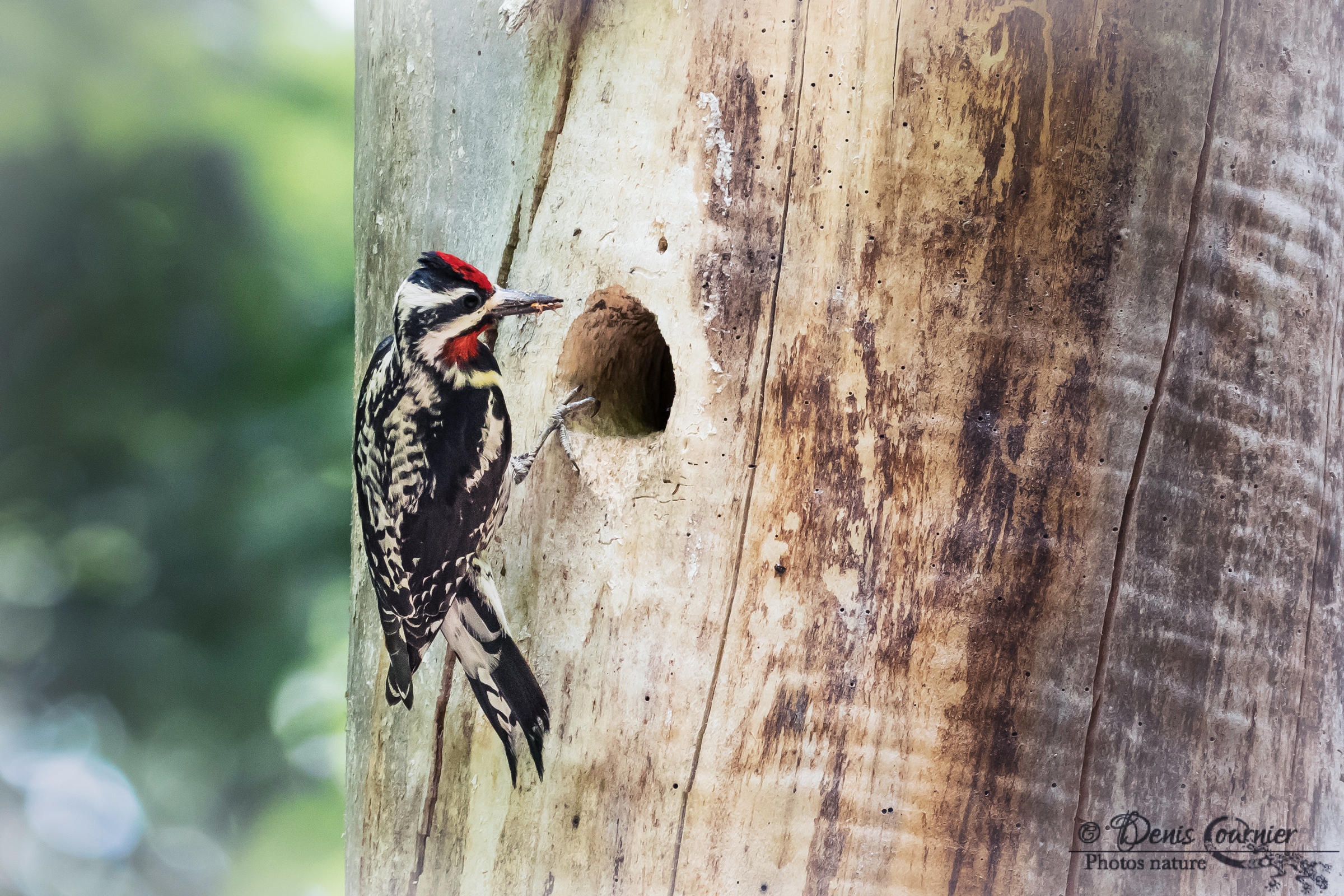 Yellow-bellied Sapsucker | Audubon Field Guide