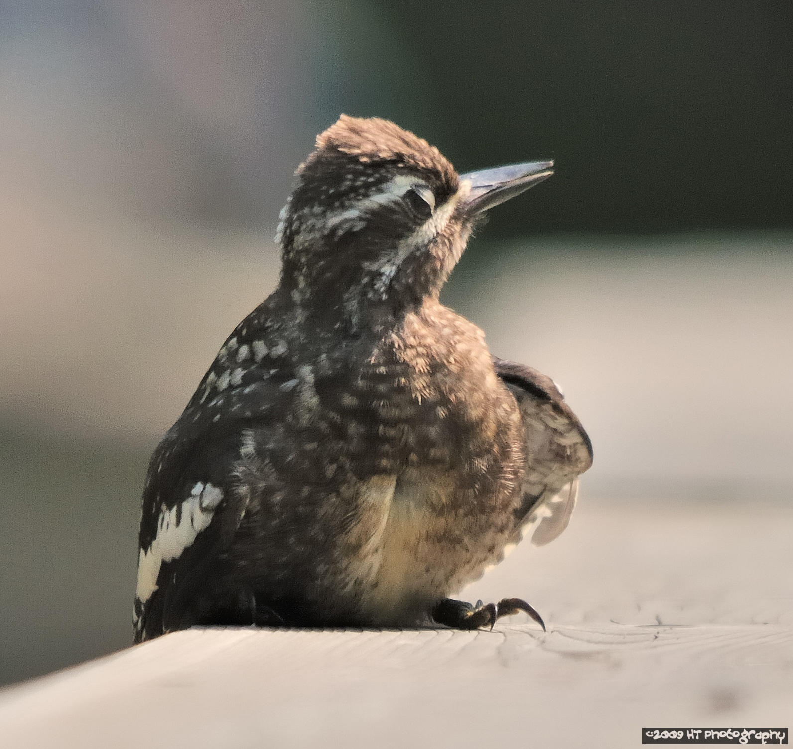 Yellow-bellied Sapsucker | Audubon Field Guide