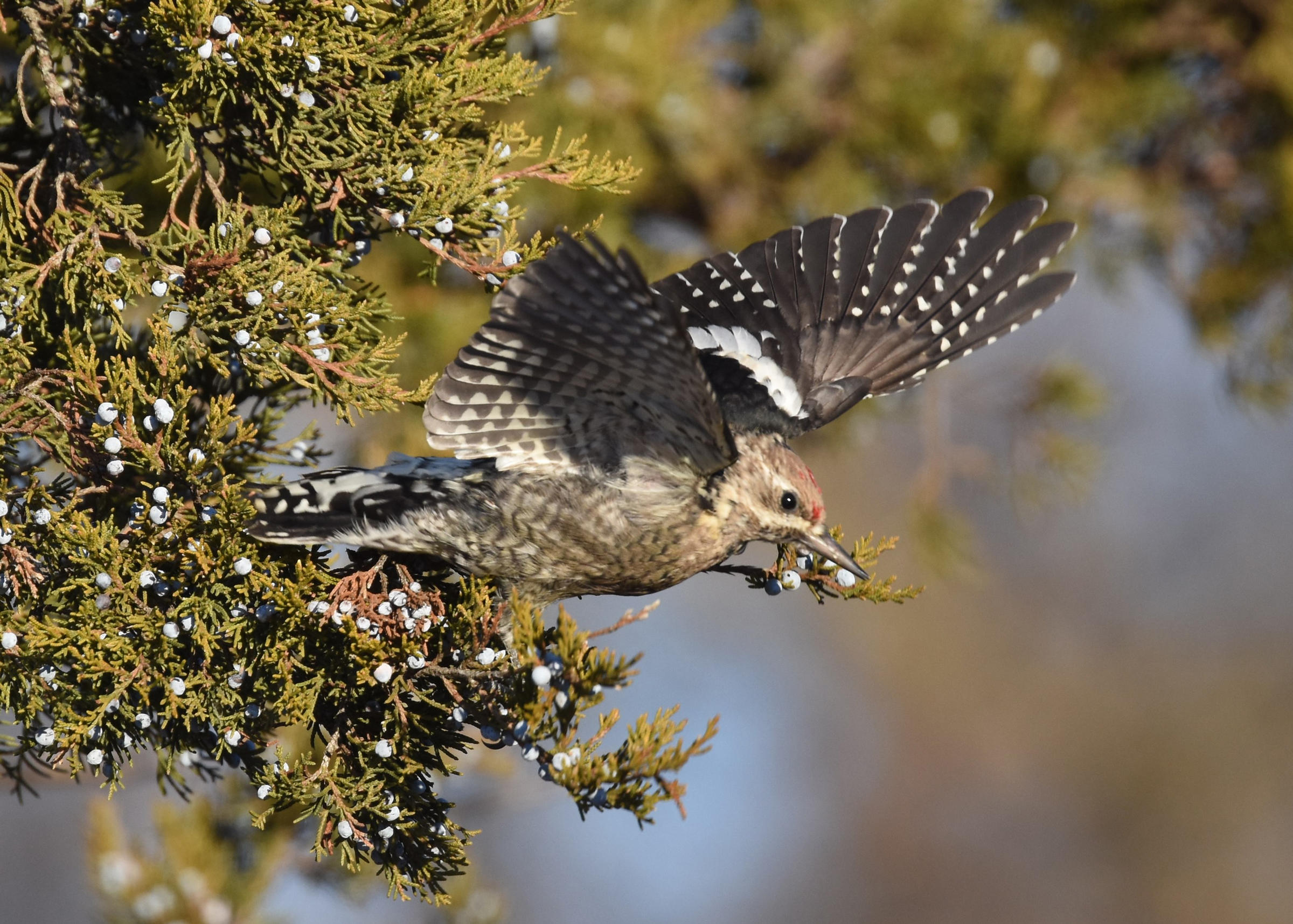 Yellow-bellied Sapsucker | Audubon Field Guide
