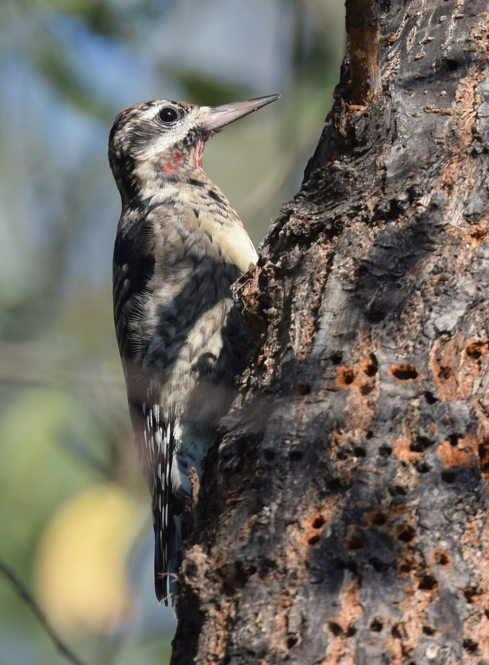 Yellow-bellied Sapsucker | Audubon Field Guide
