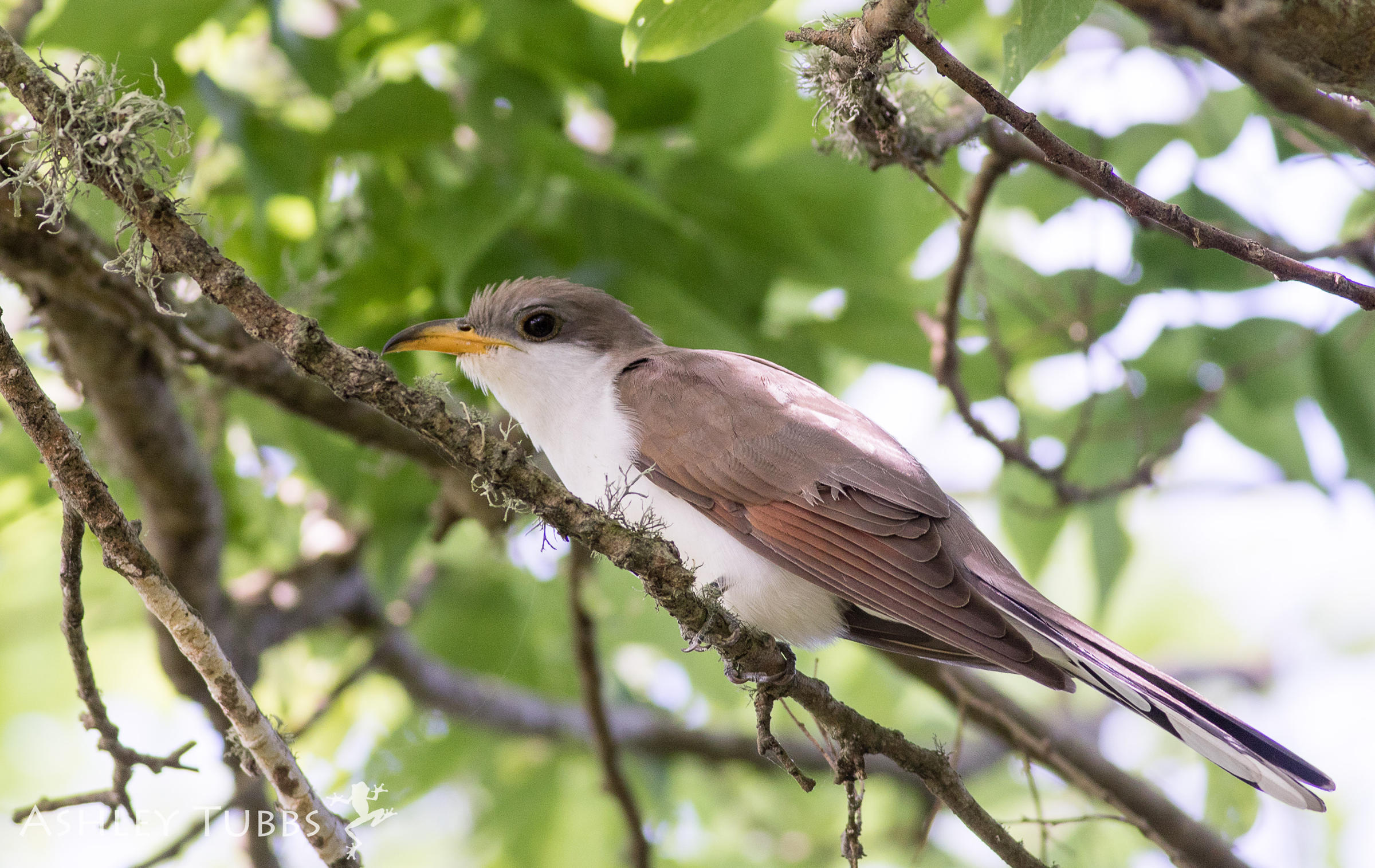 Cuclillo Pico Amarillo | Guía de Aves