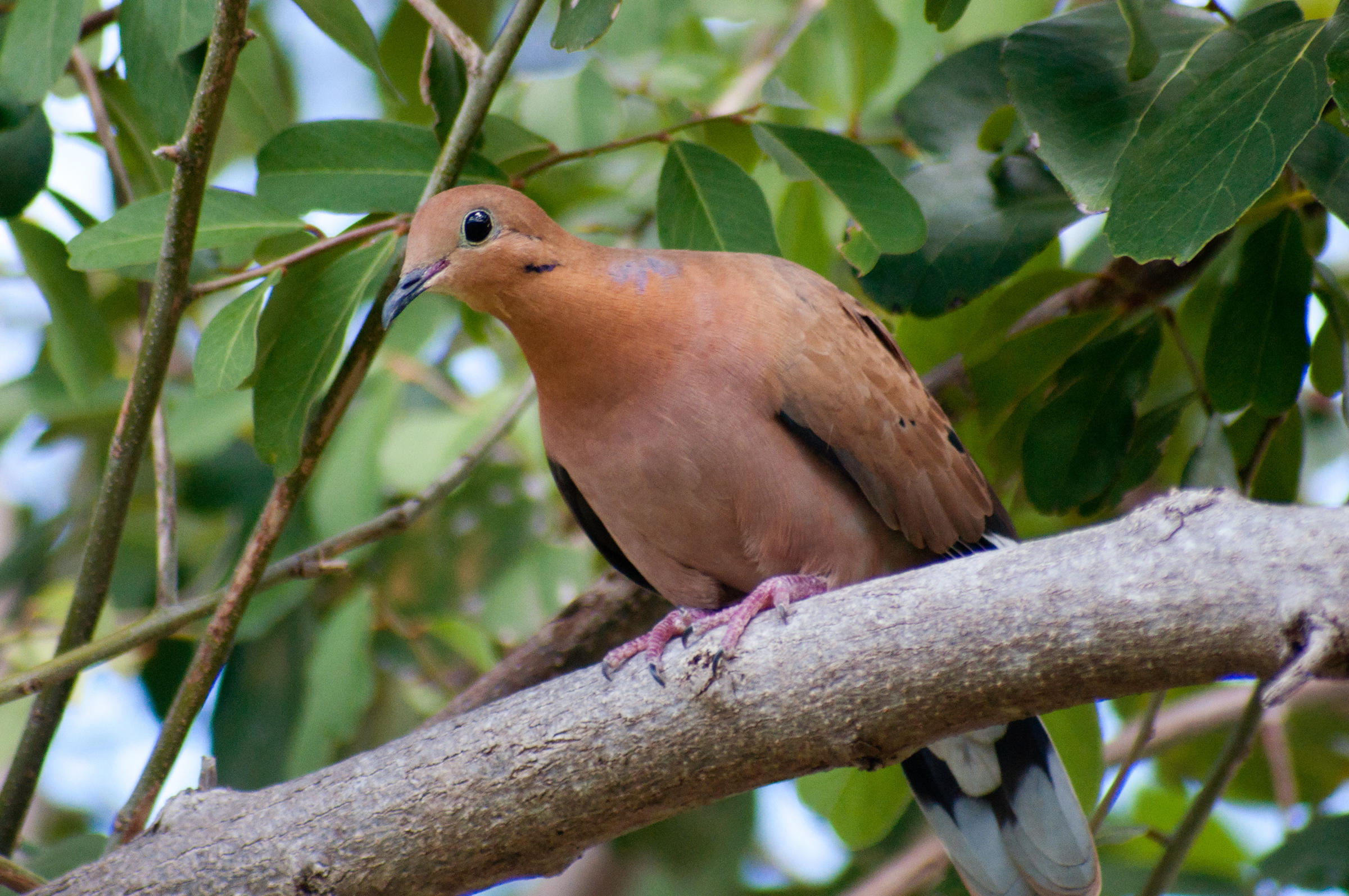 Huilota Caribeña | Guía de Aves