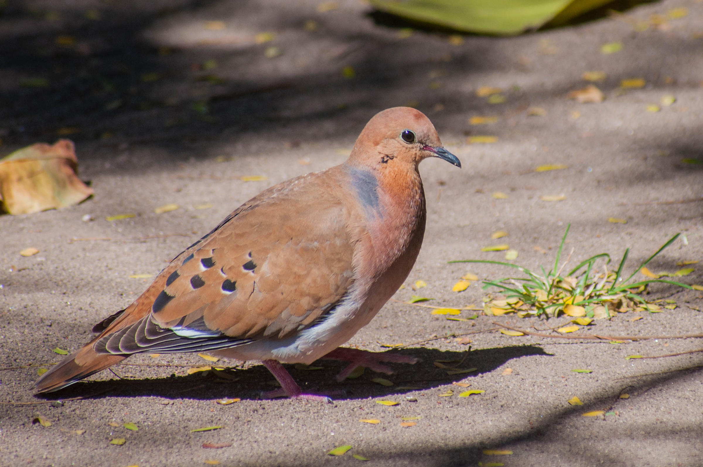 Huilota Caribeña | Guía de Aves