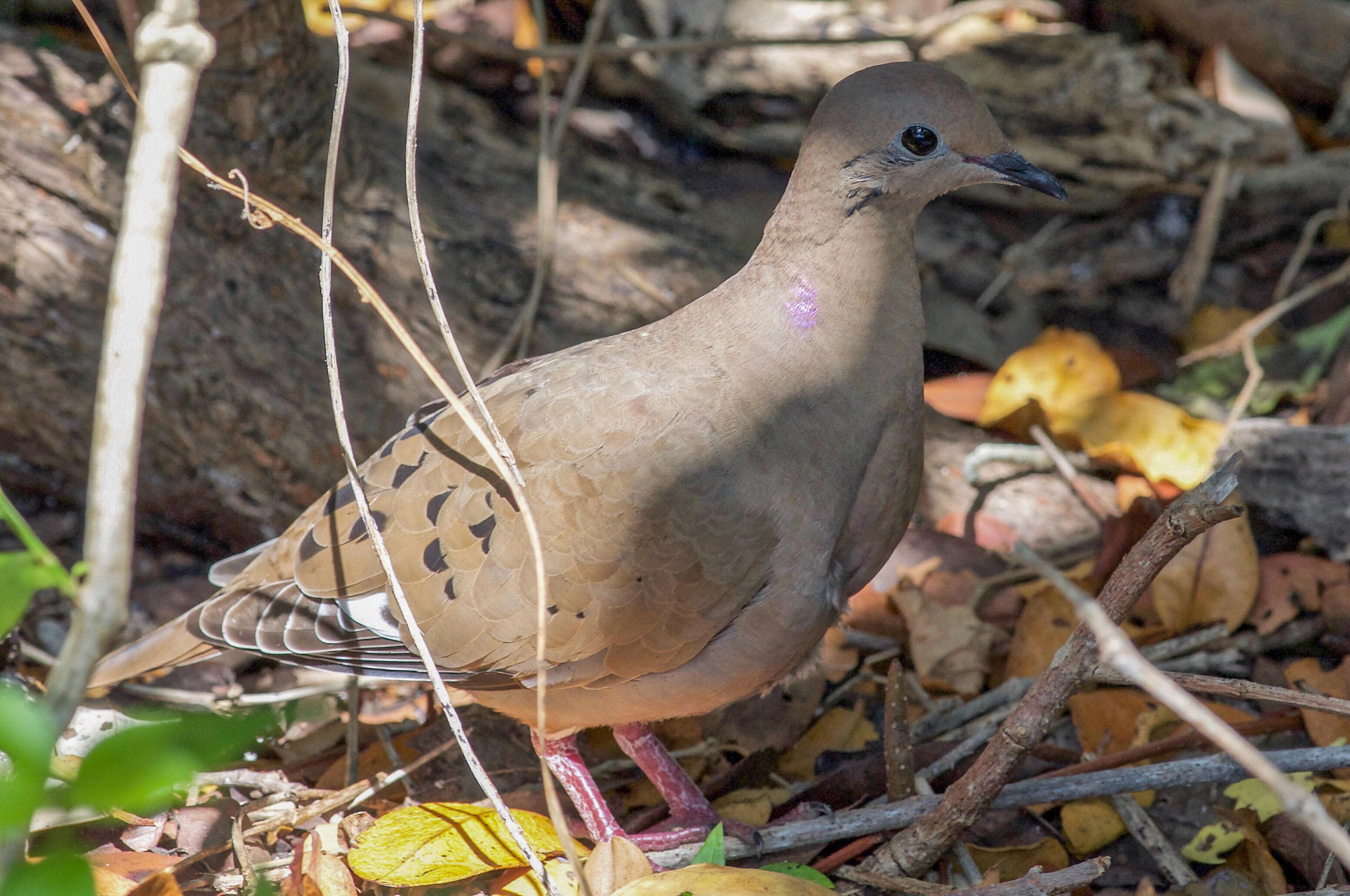 Huilota Caribeña | Guía de Aves
