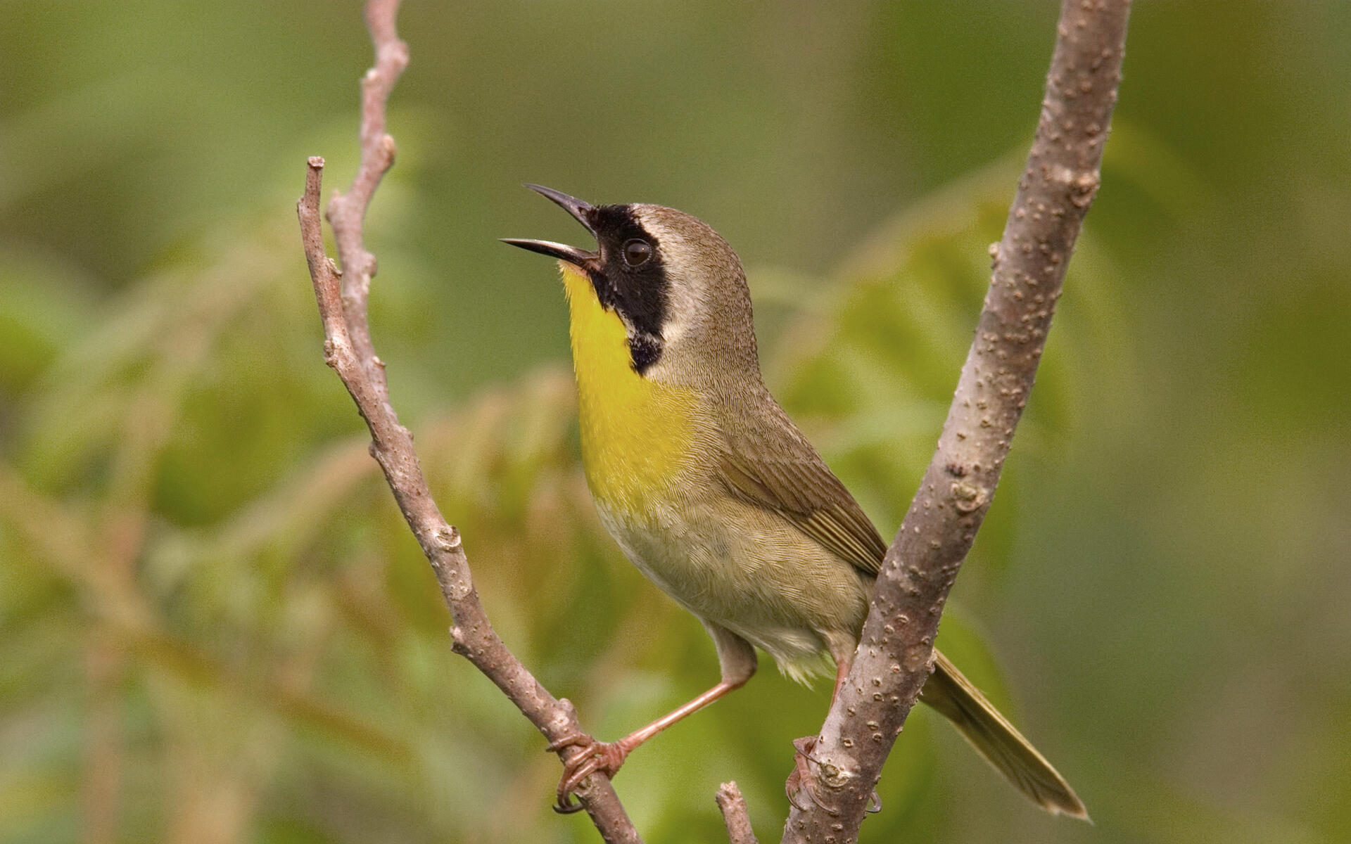 Common Yellowthroat | Audubon Field Guide