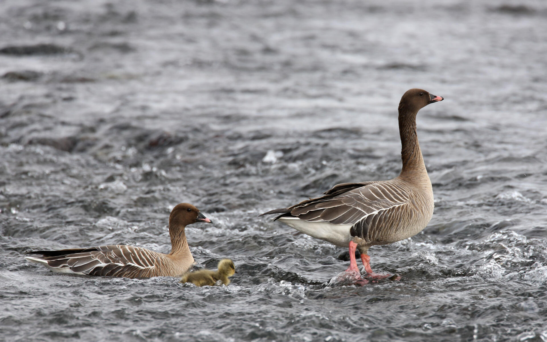 Pink-footed Goose | Audubon Field Guide