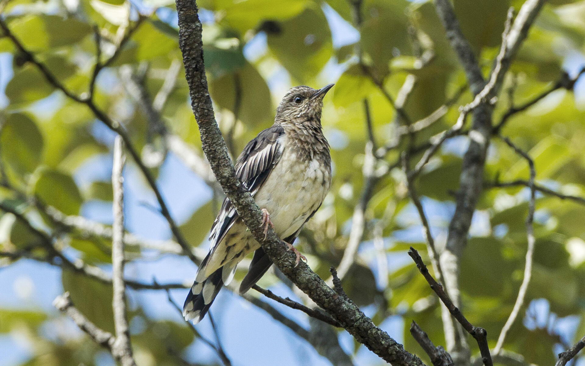 Aztec Thrush | Audubon Field Guide