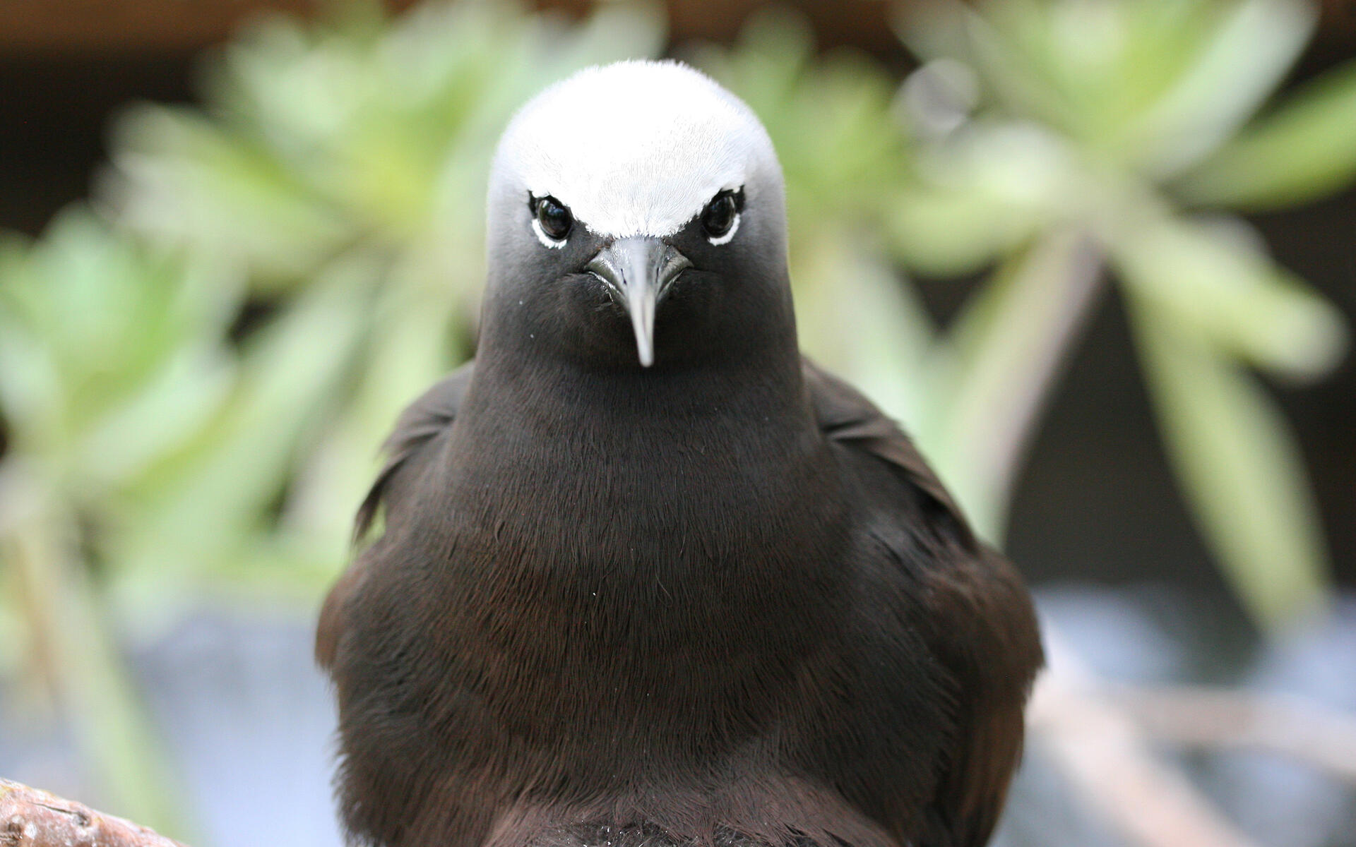 Black Noddy | Audubon Field Guide