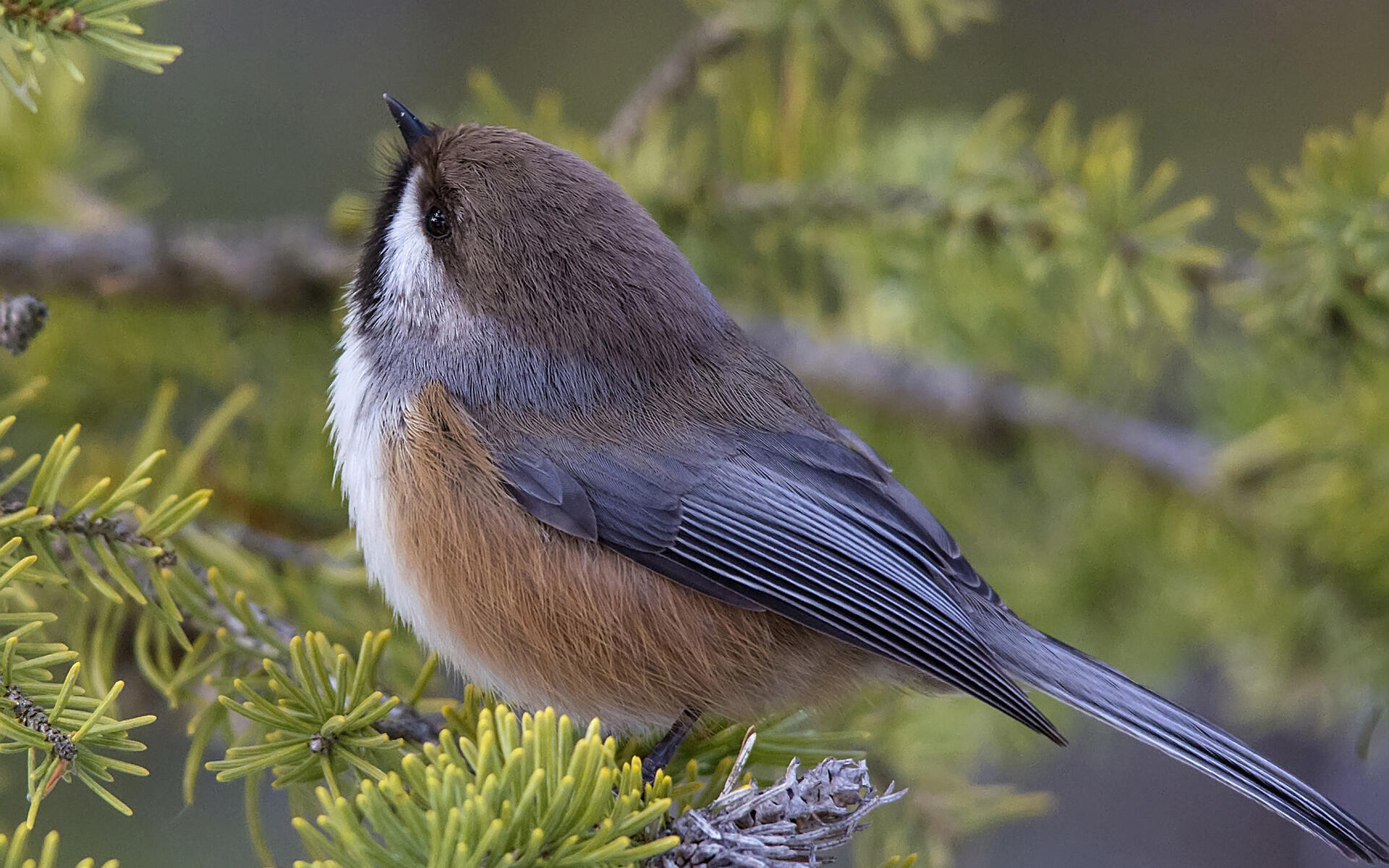 Boreal Chickadee | Audubon Field Guide