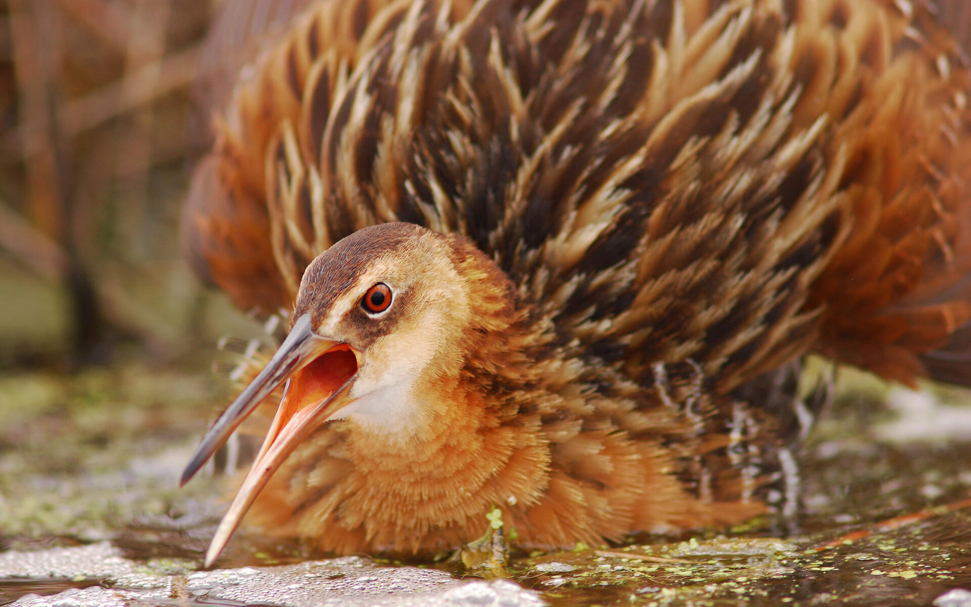 King Rail | Audubon Field Guide