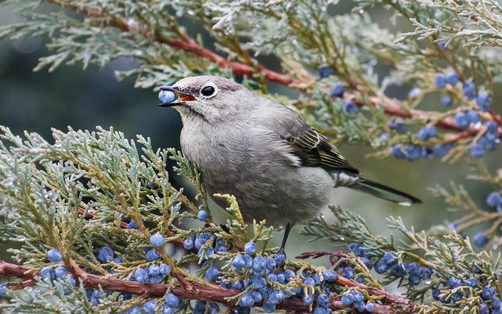 Townsend's Solitaire | Audubon Field Guide