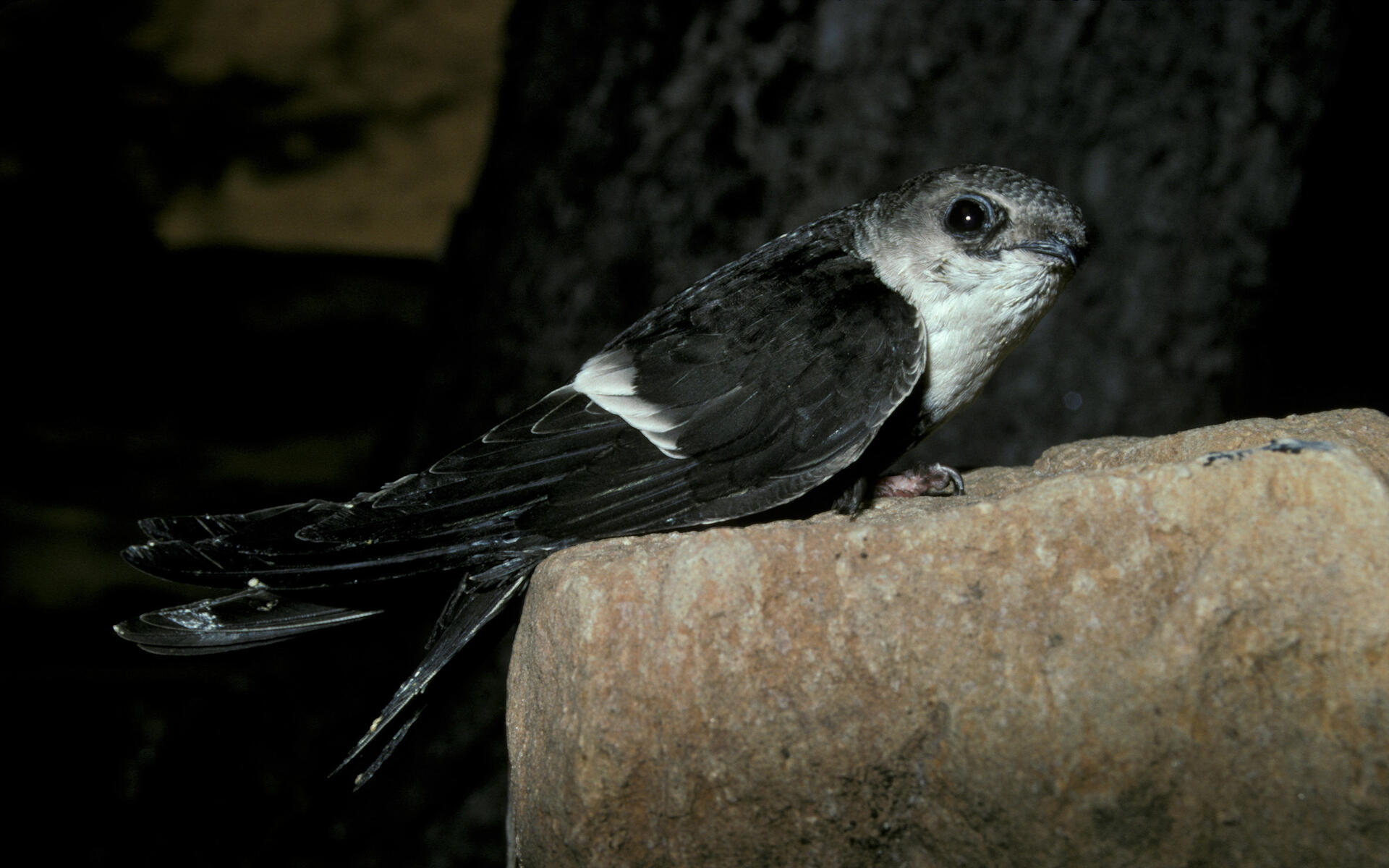 Vencejo Pecho Blanco | Guía de Aves