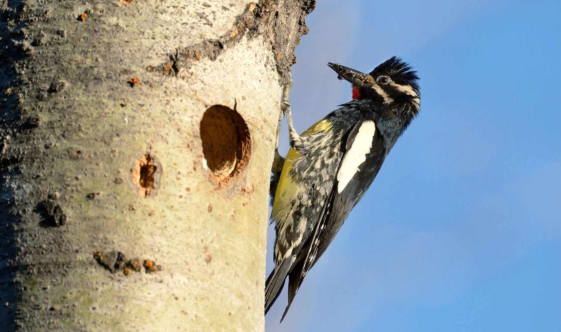 Williamson's Sapsucker | Audubon Field Guide