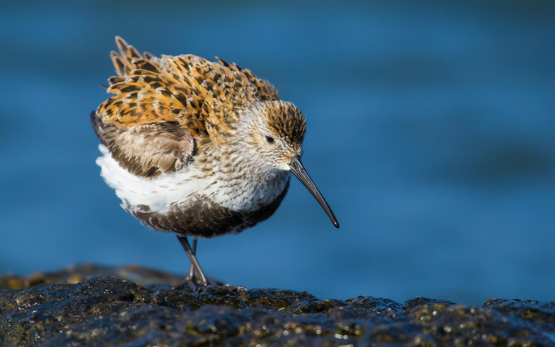 Dunlin | Audubon Field Guide