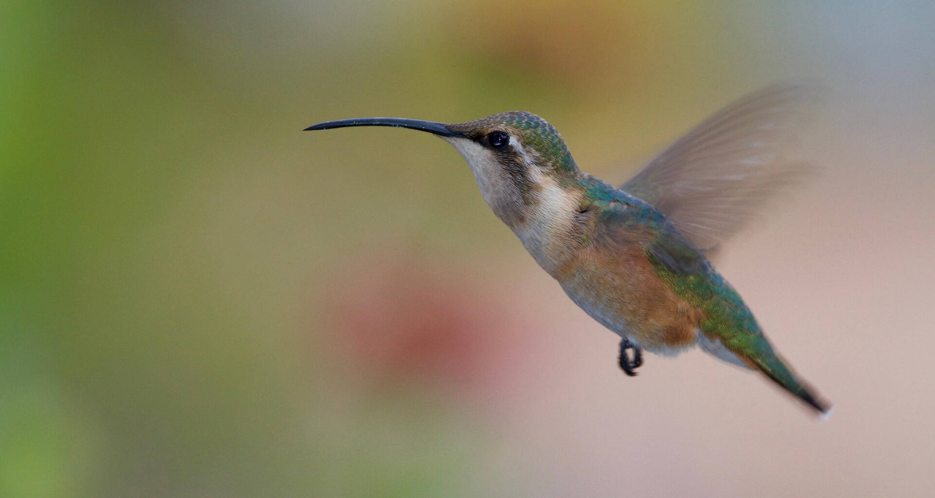 Lucifer Hummingbird | Audubon Field Guide