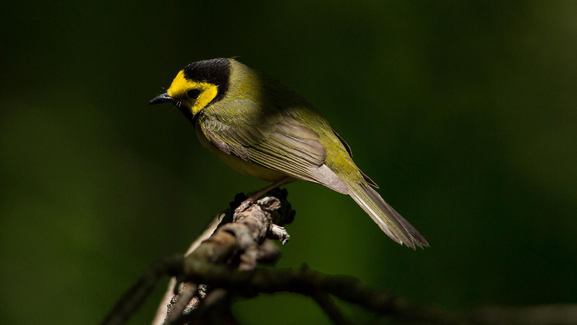 Hooded Warbler | Audubon Field Guide