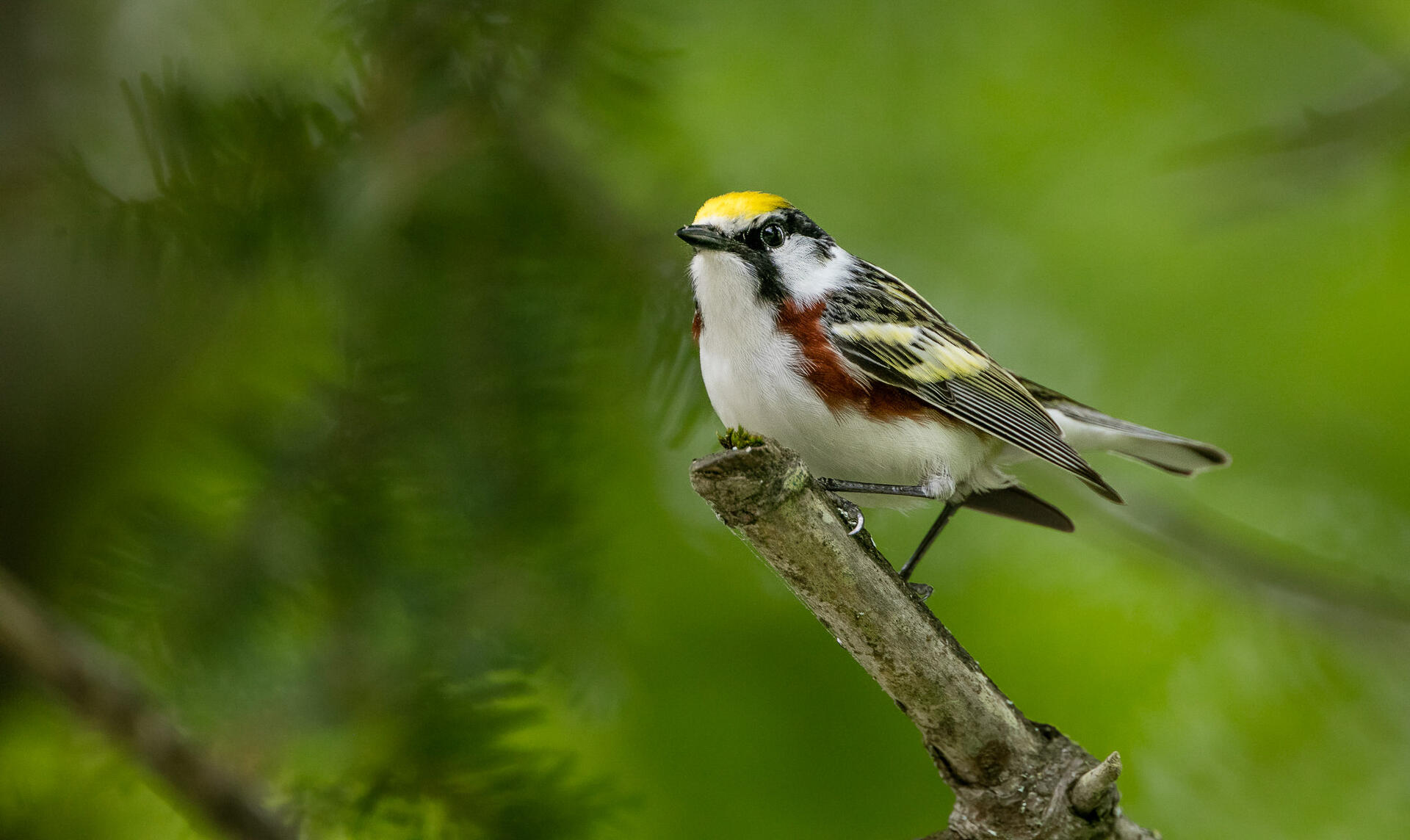 Chestnut-sided Warbler | Audubon Field Guide