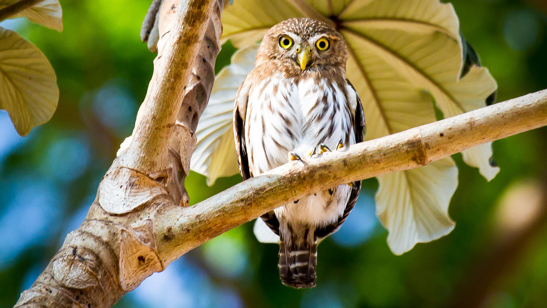 Ferruginous Pygmy-Owl | Audubon Field Guide